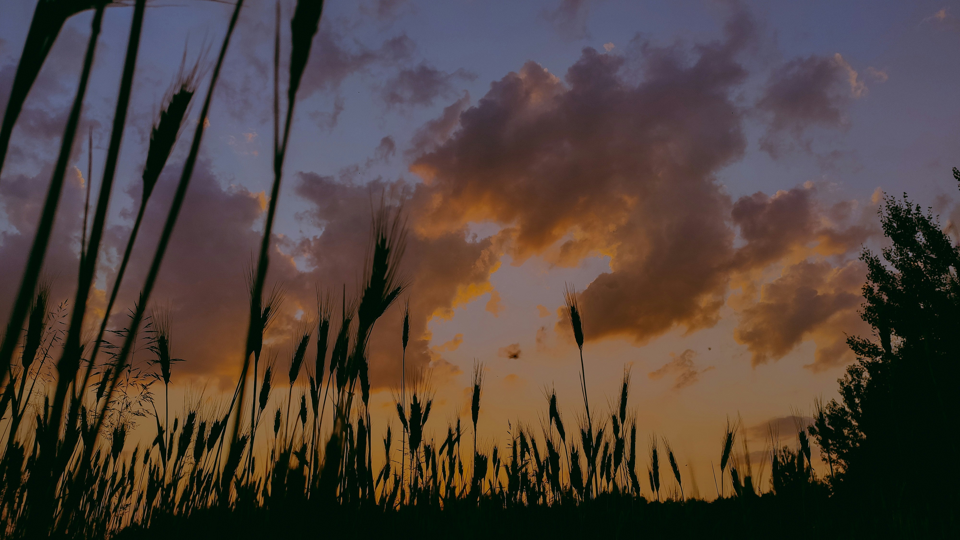 Whispers of Twilight in Tall Grass