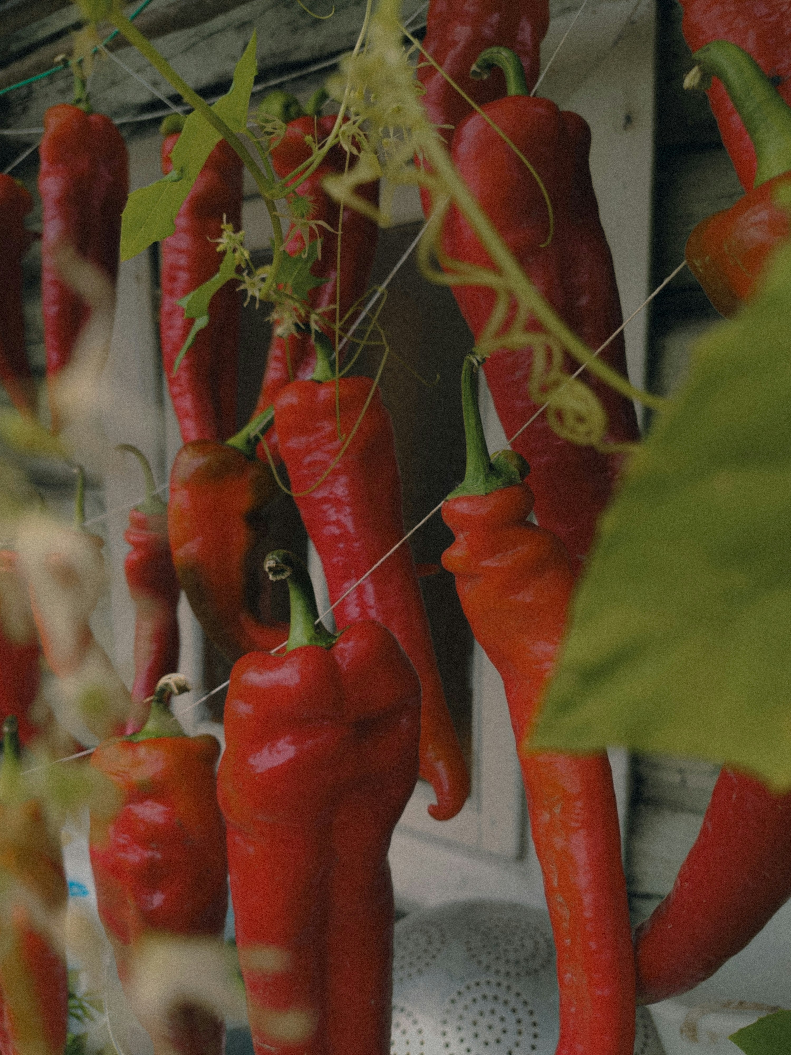 Crimson Harvest: The Art of Peppers