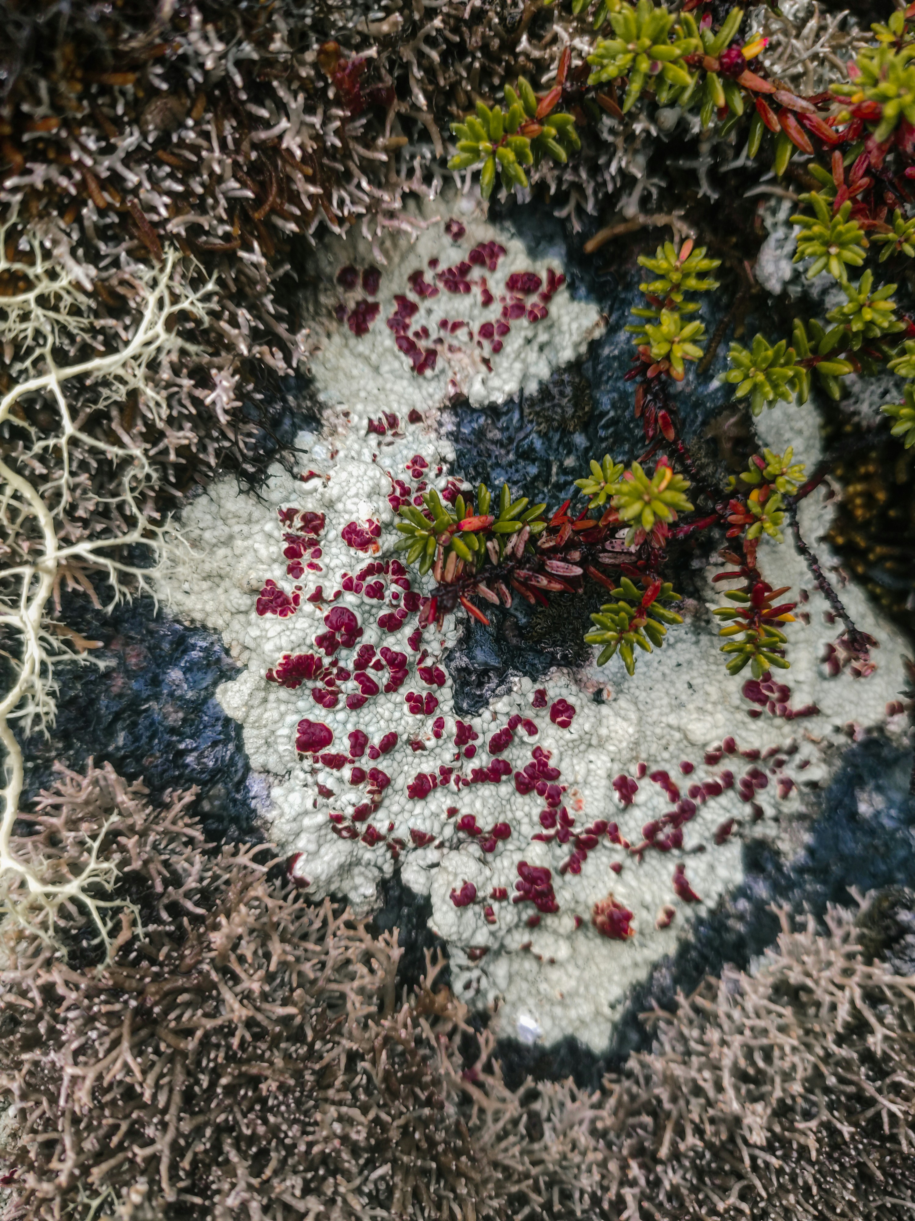 An intricate display of colorful lichens and mosses on a rocky surface, showcasing the diversity of life in a miniature ecosystem.