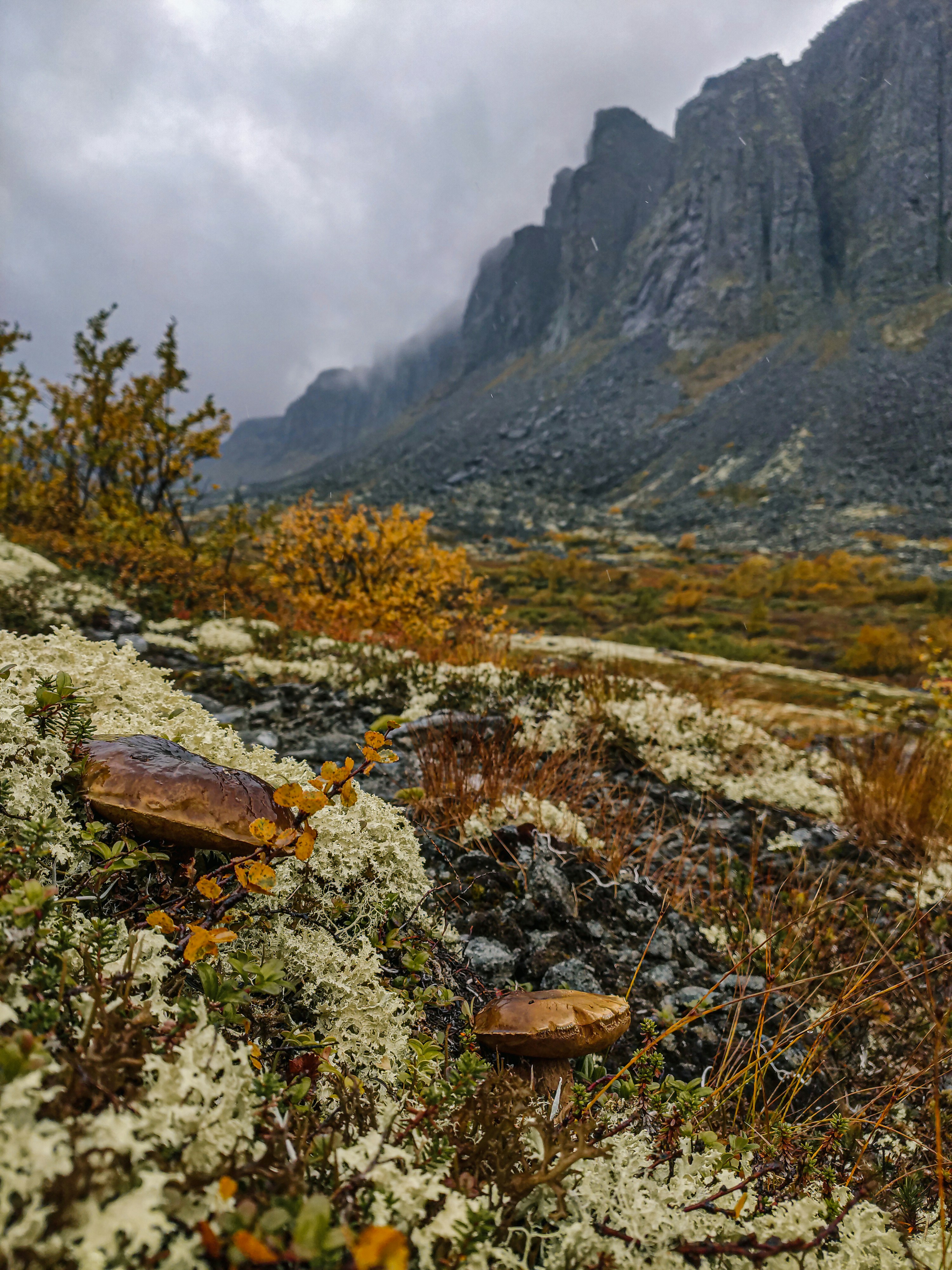 Two mushrooms grow in a rocky, mossy landscape.