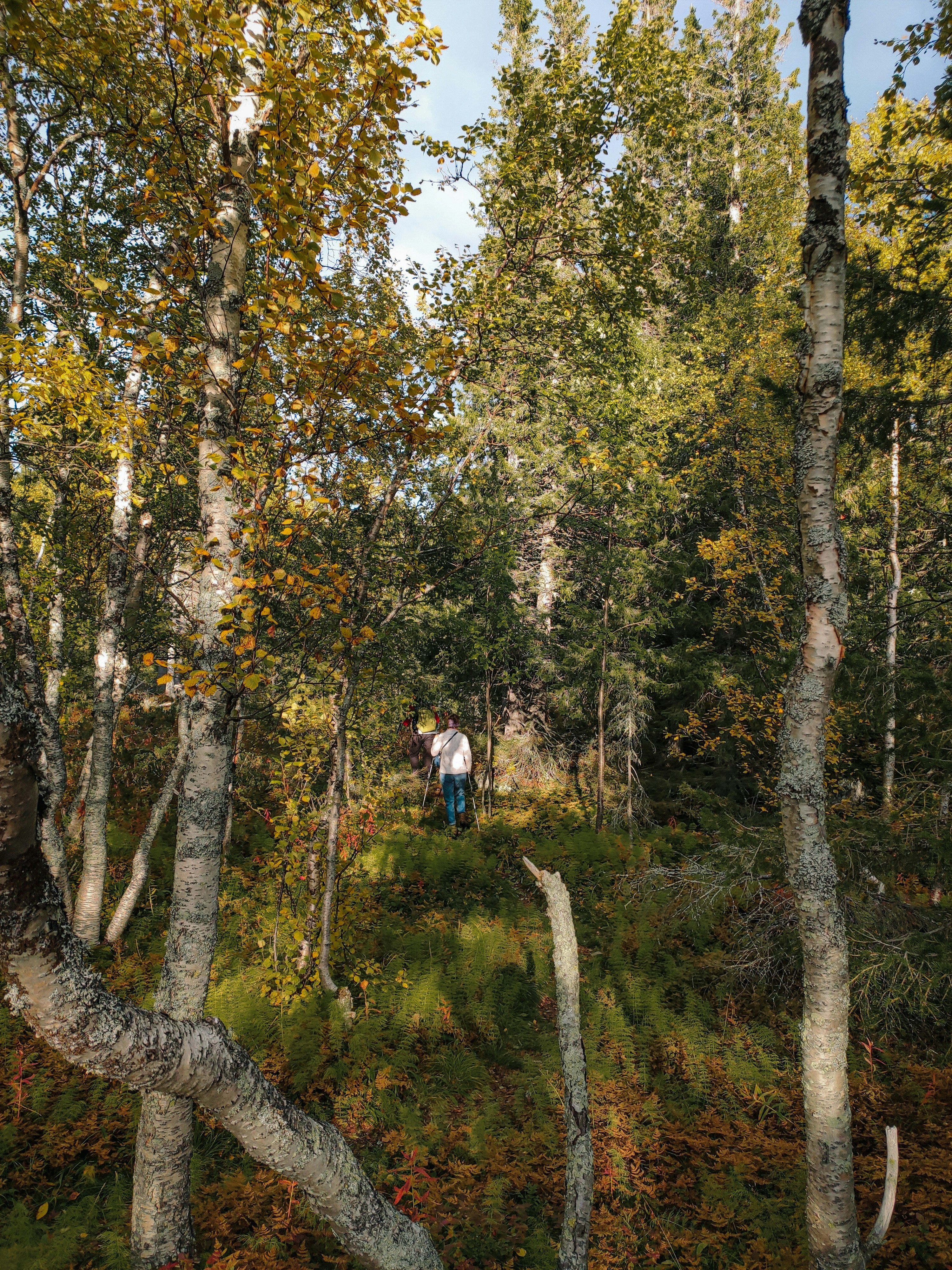 Whispers of Autumn: A Journey Through the Forest