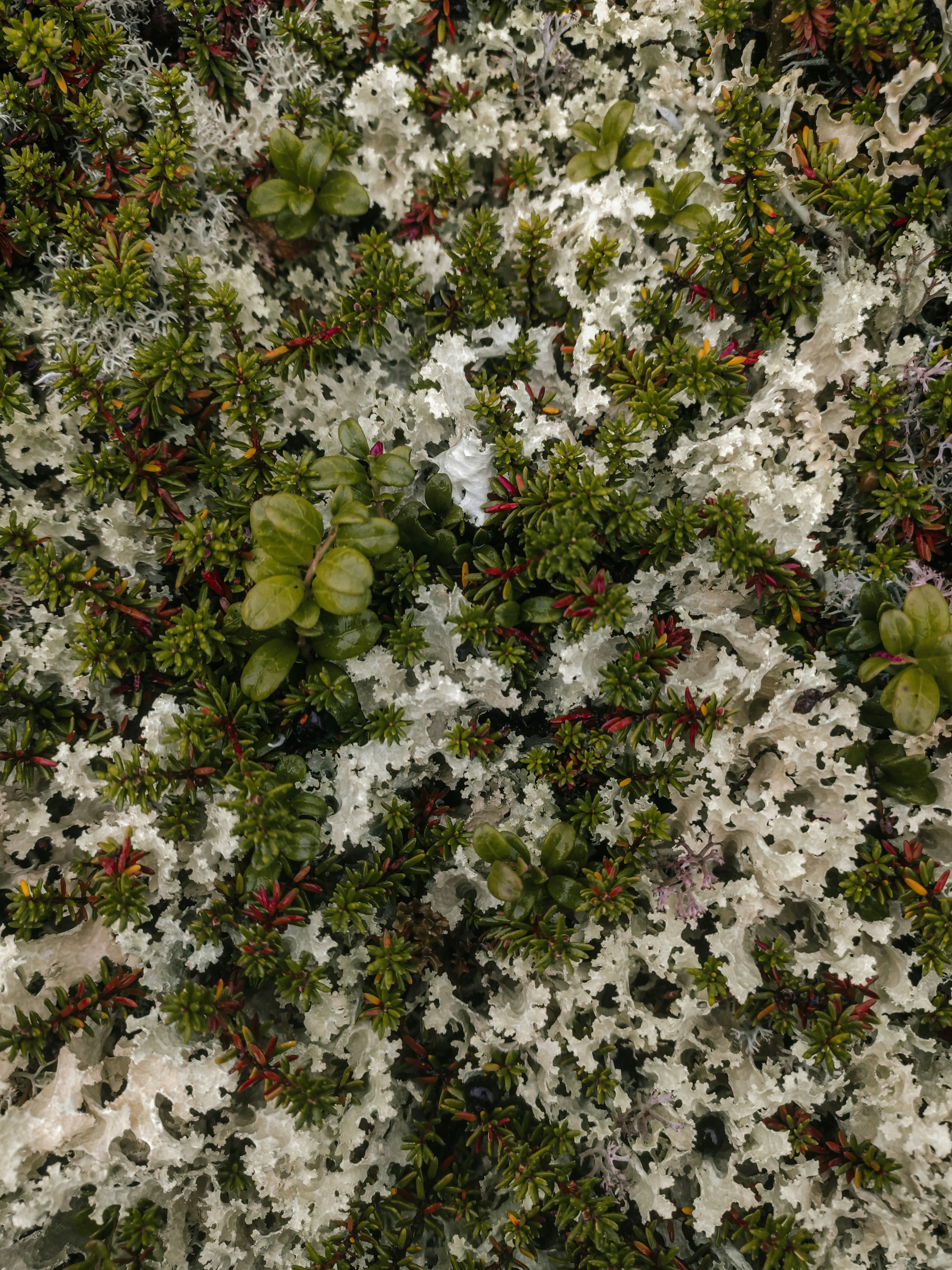 Green plants and white lichen on the ground.