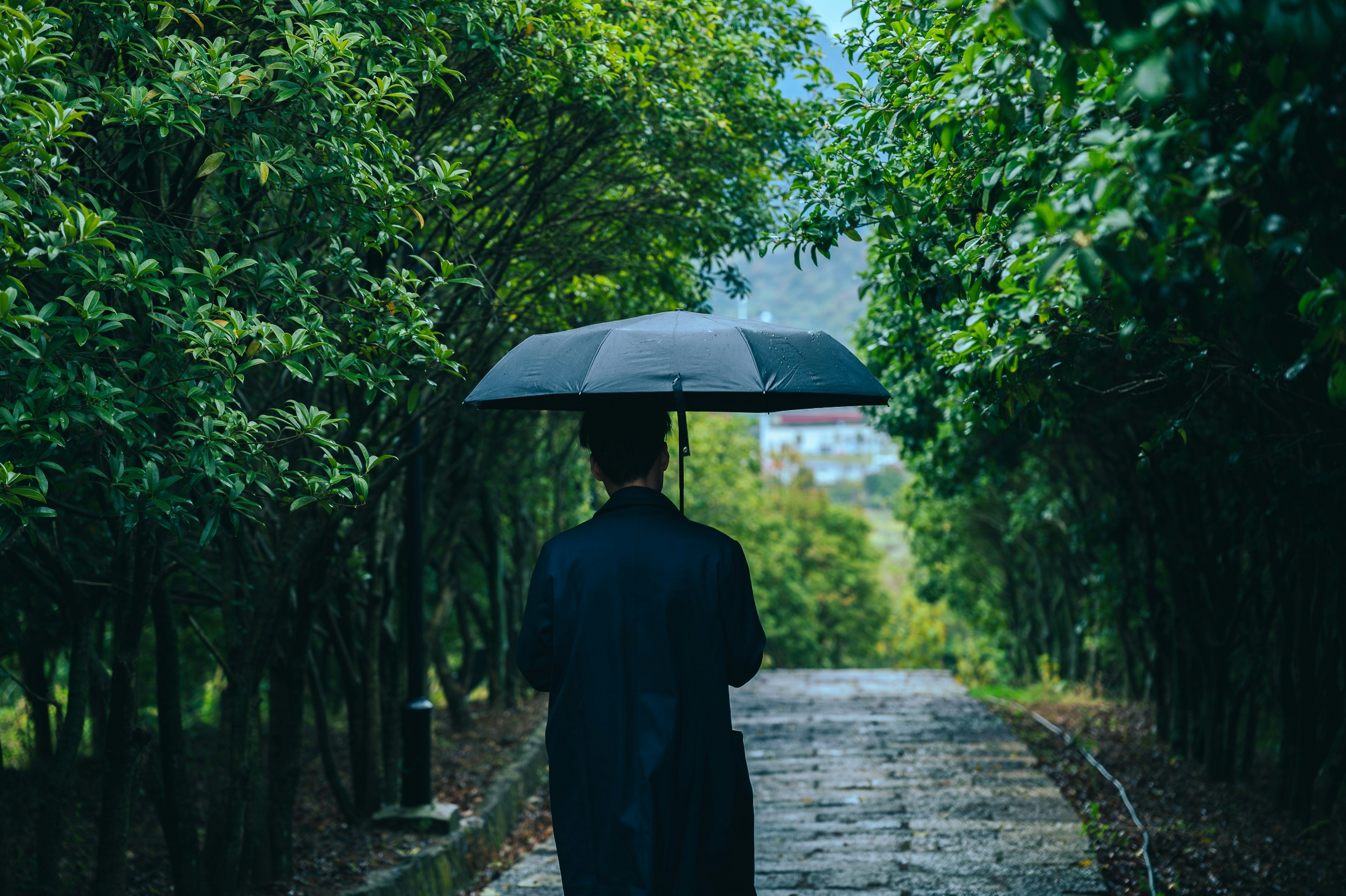 A figure with an umbrella walks along a stone path, surrounded by lush greenery in a tranquil setting. The scene evokes a sense of peaceful introspection.
