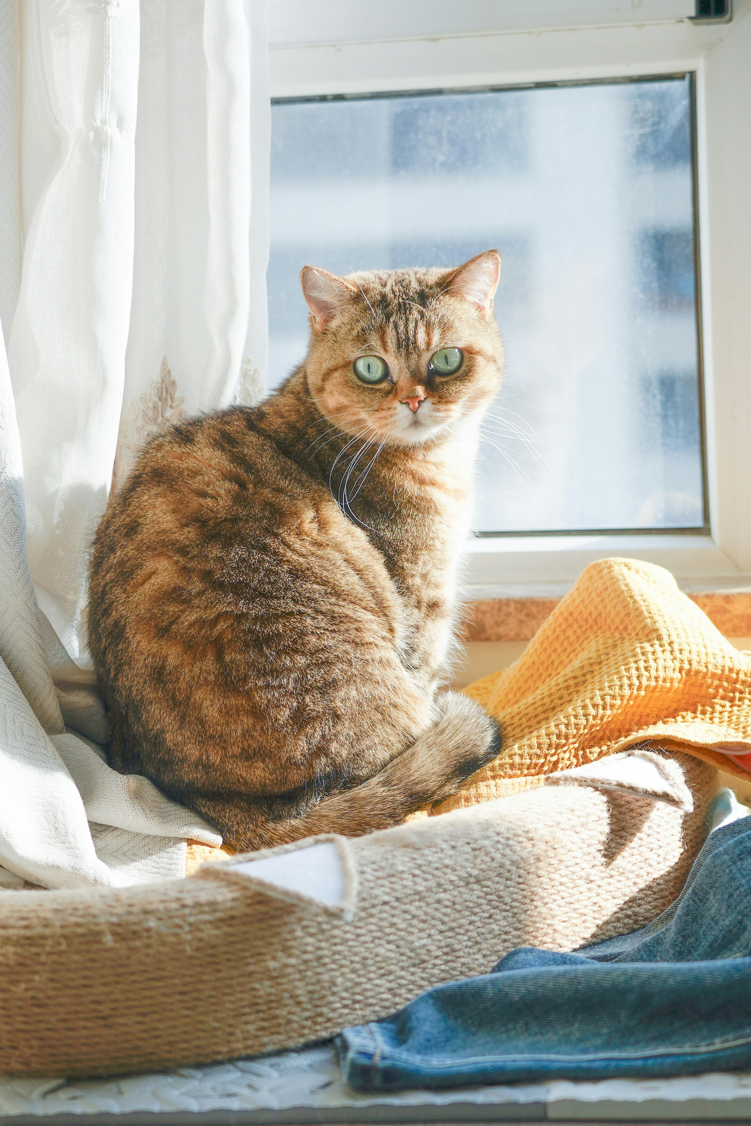 Emerald-Eyed Cat Perched on a Sunlit Windowsill