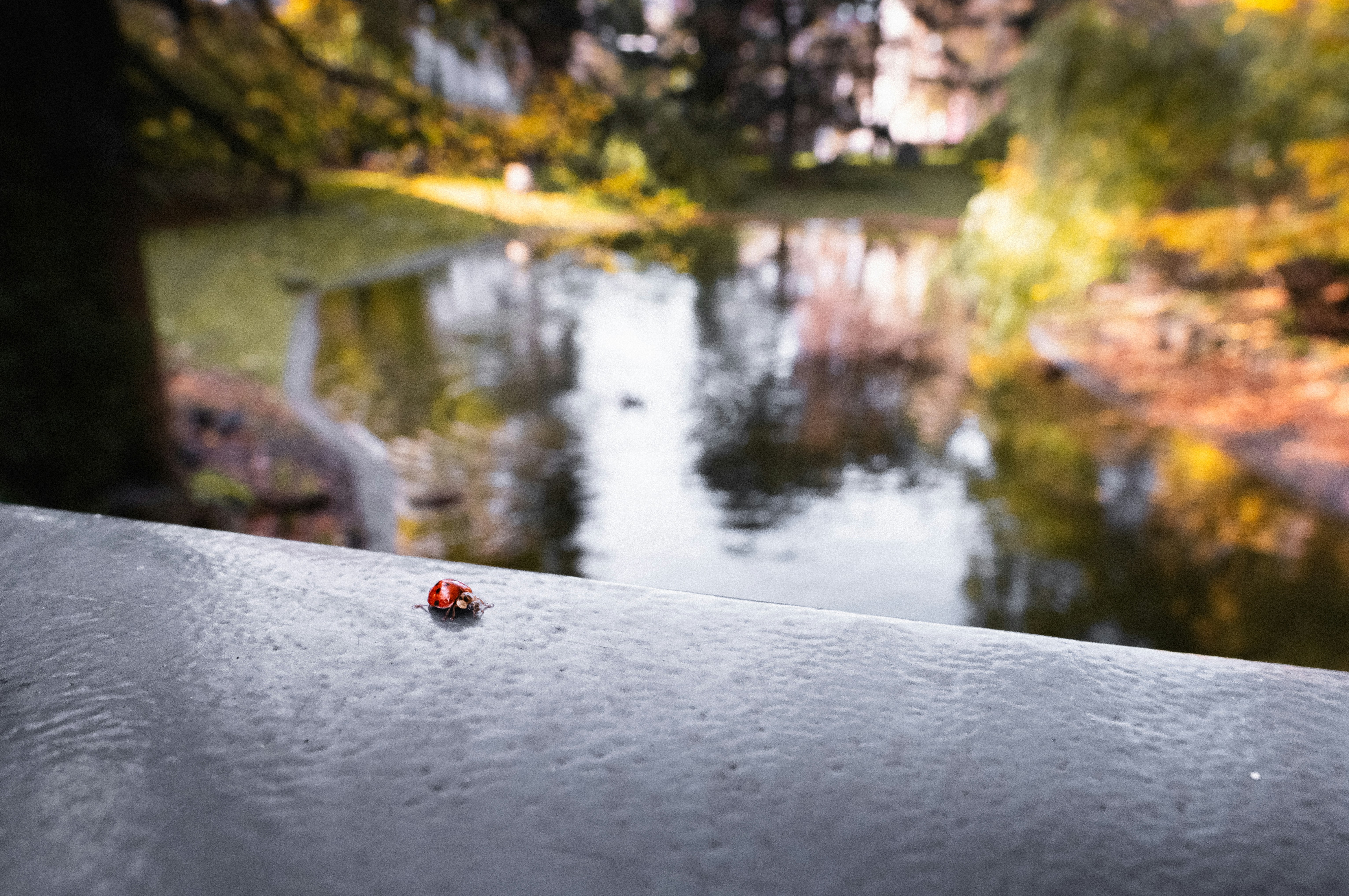 A ladybug perched on a railing overlooking a tranquil pond surrounded by autumn foliage. The scene captures a moment of stillness in nature.