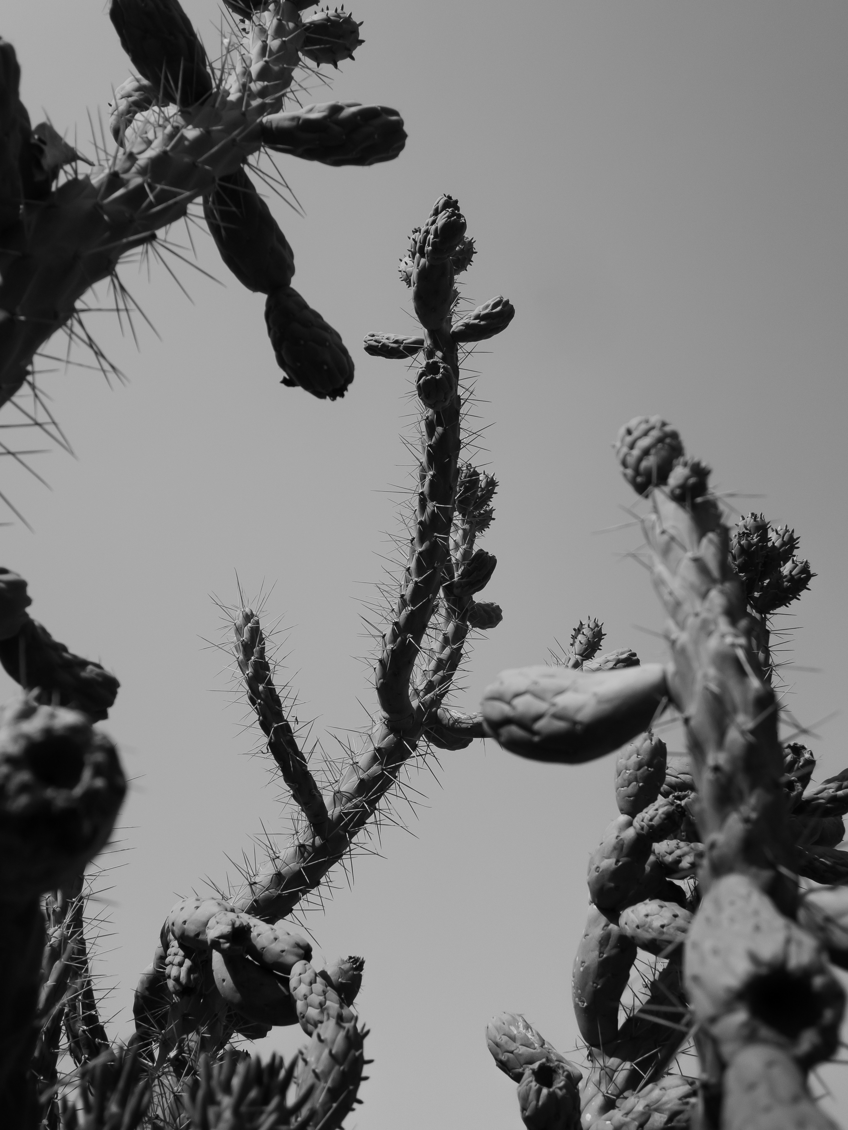 Monochrome Cactus Fingers Reach Toward the Sky