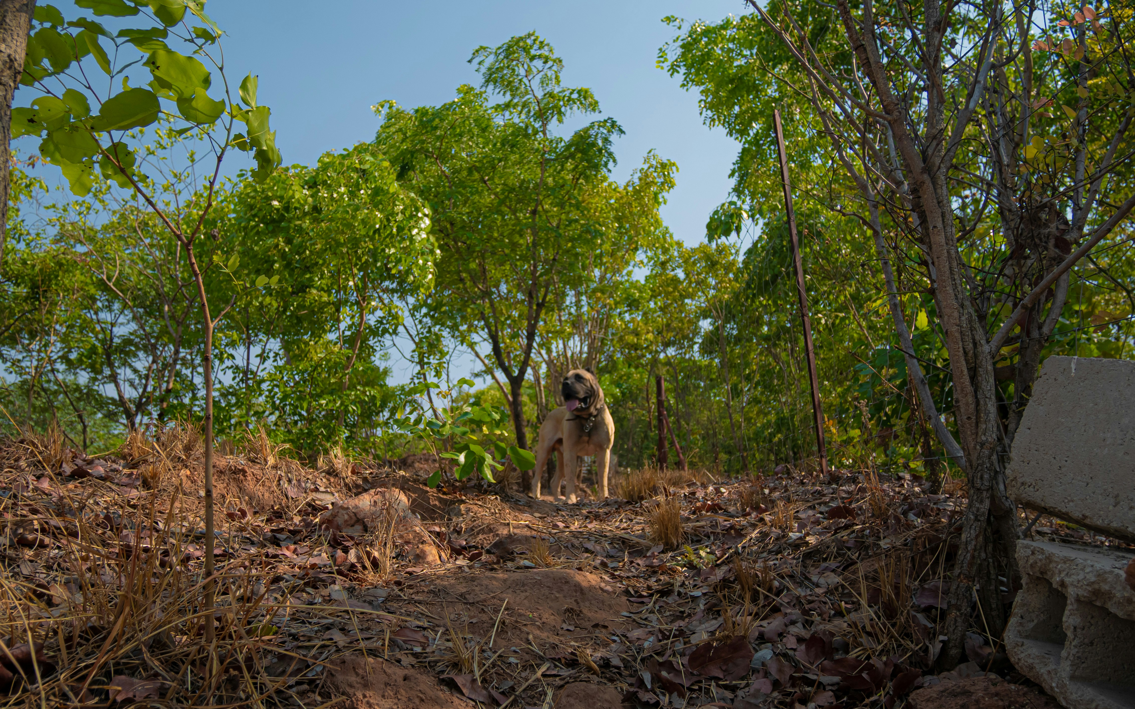 A dog stands on a dirt path surrounded by lush greenery and sparse underbrush. The scene captures the essence of a tranquil outdoor adventure.