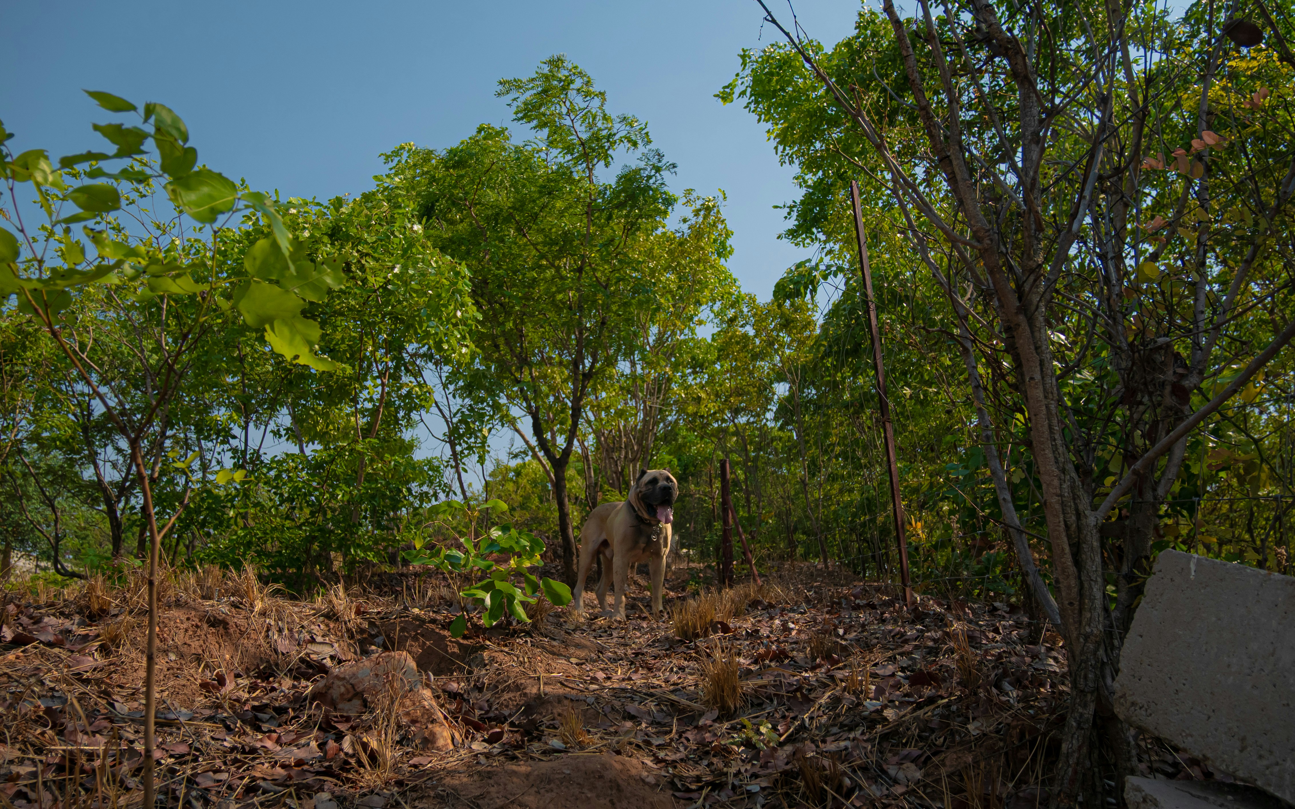 A dog stands amidst a lush, overgrown landscape, surrounded by greenery and fallen leaves. The scene captures a moment of tranquility in nature.