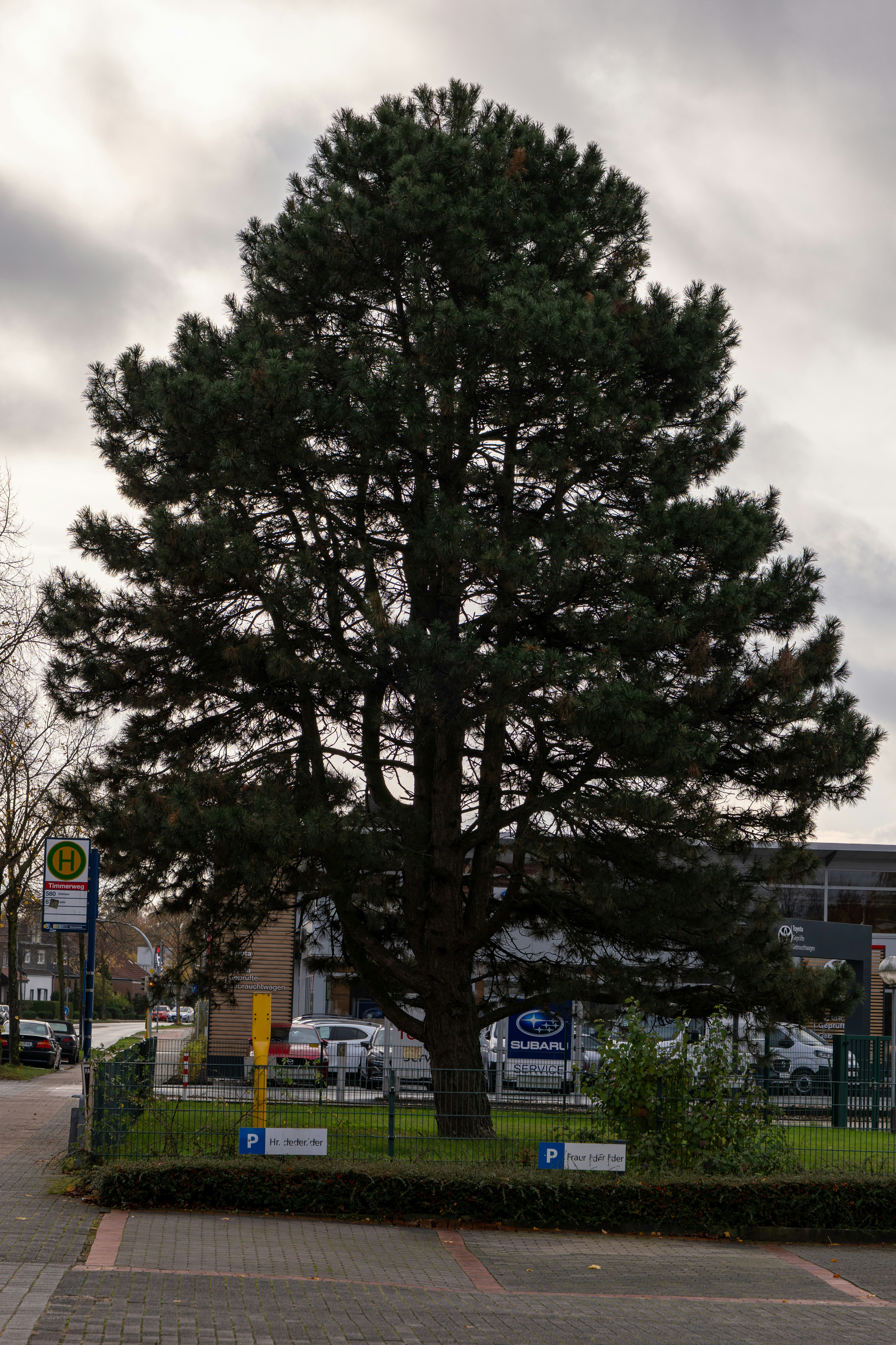 Urban Sentinel: The Evergreen Guardian