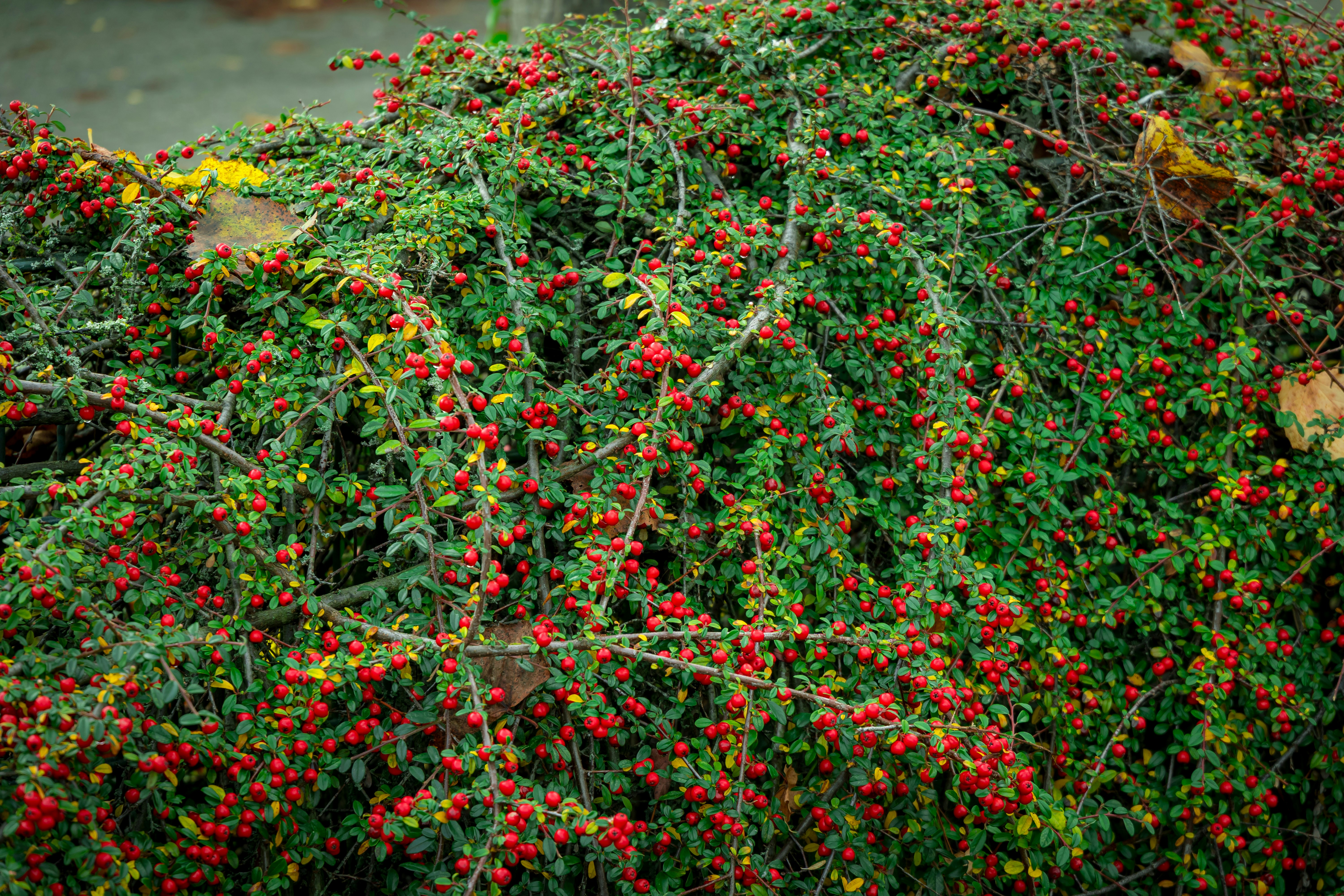 Crimson Berries Thread Through a Dense Green Tangle