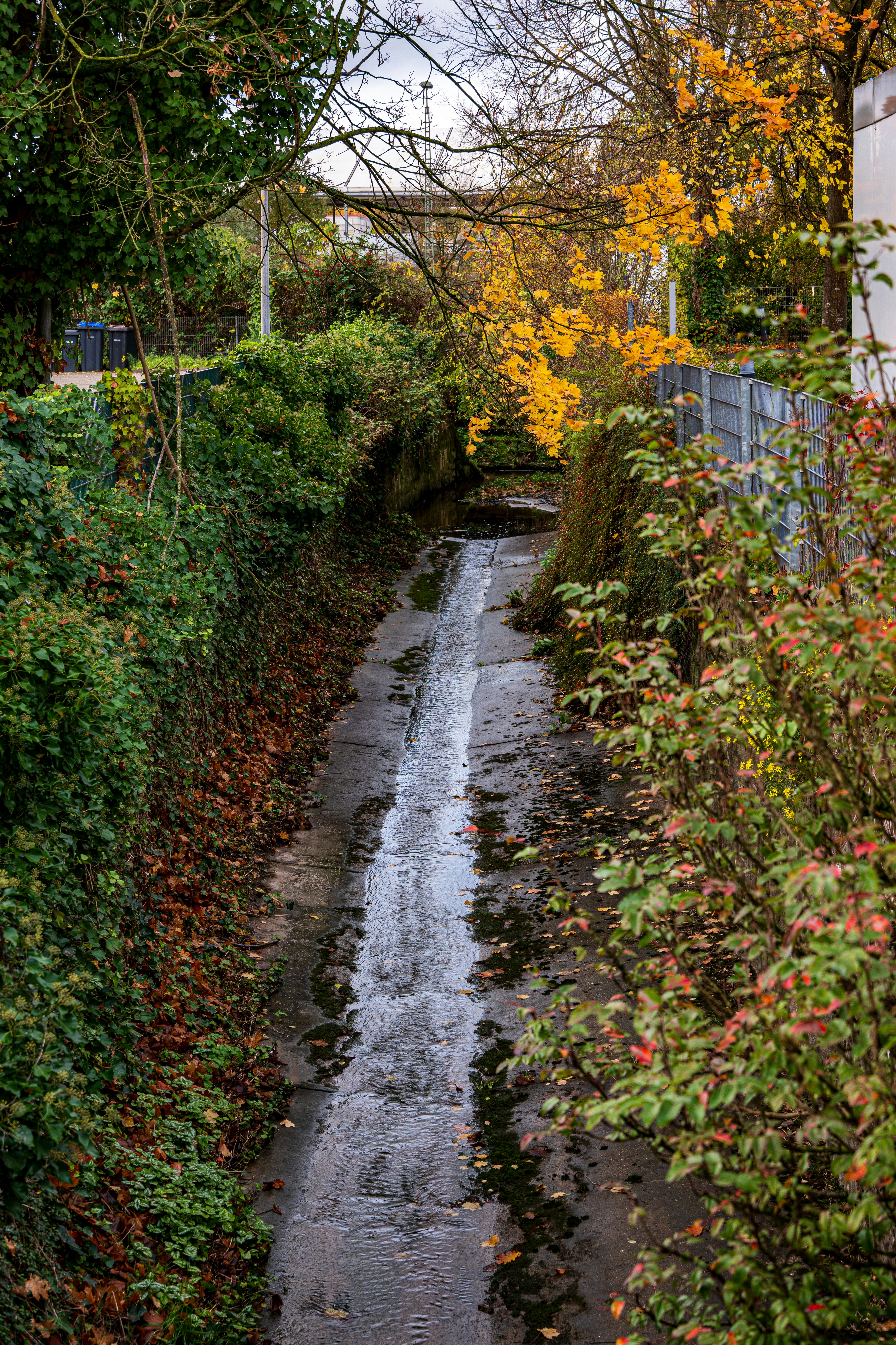 Autumn's Narrow Gully: A Hidden Waterway Framed by Foliage