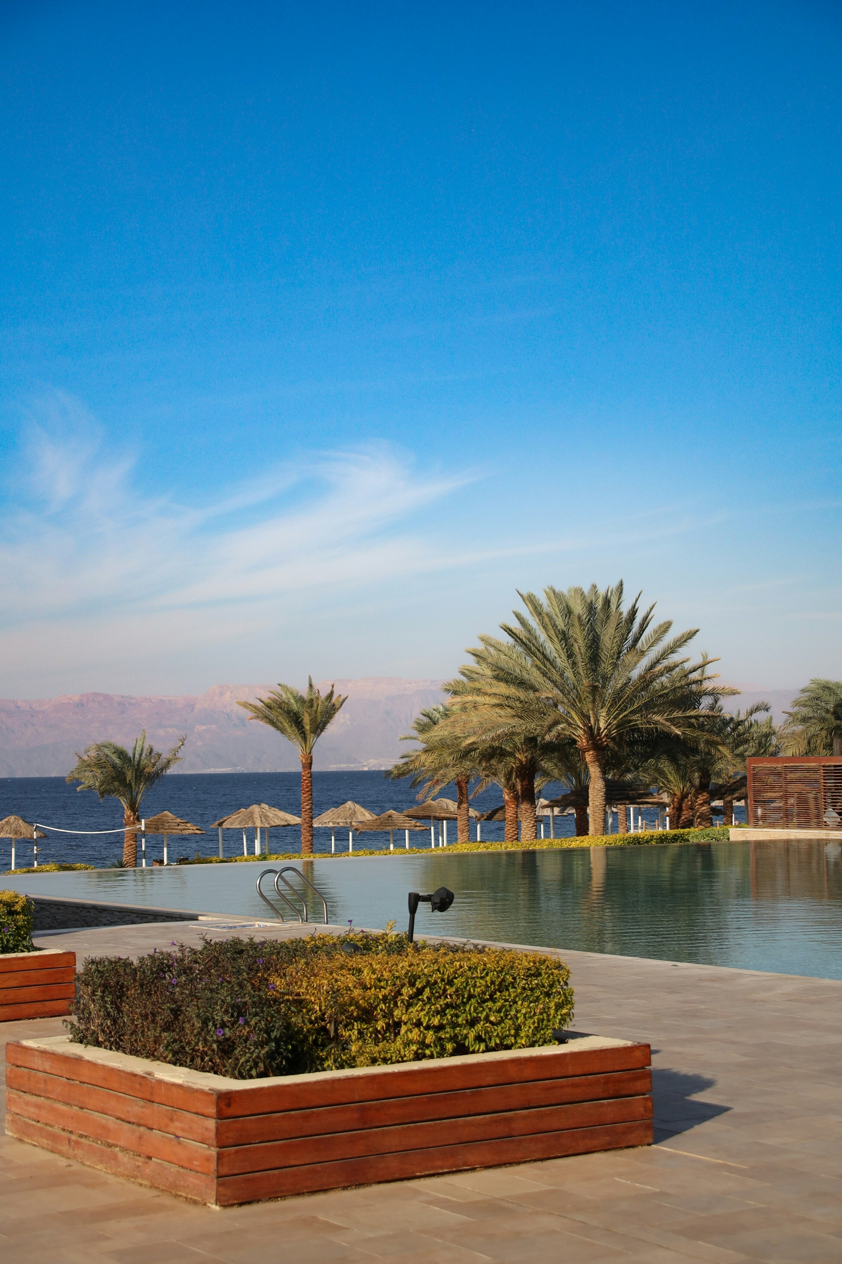 Palm Row by the Sea: A Sunlit Poolscape Along the Coastal Deck