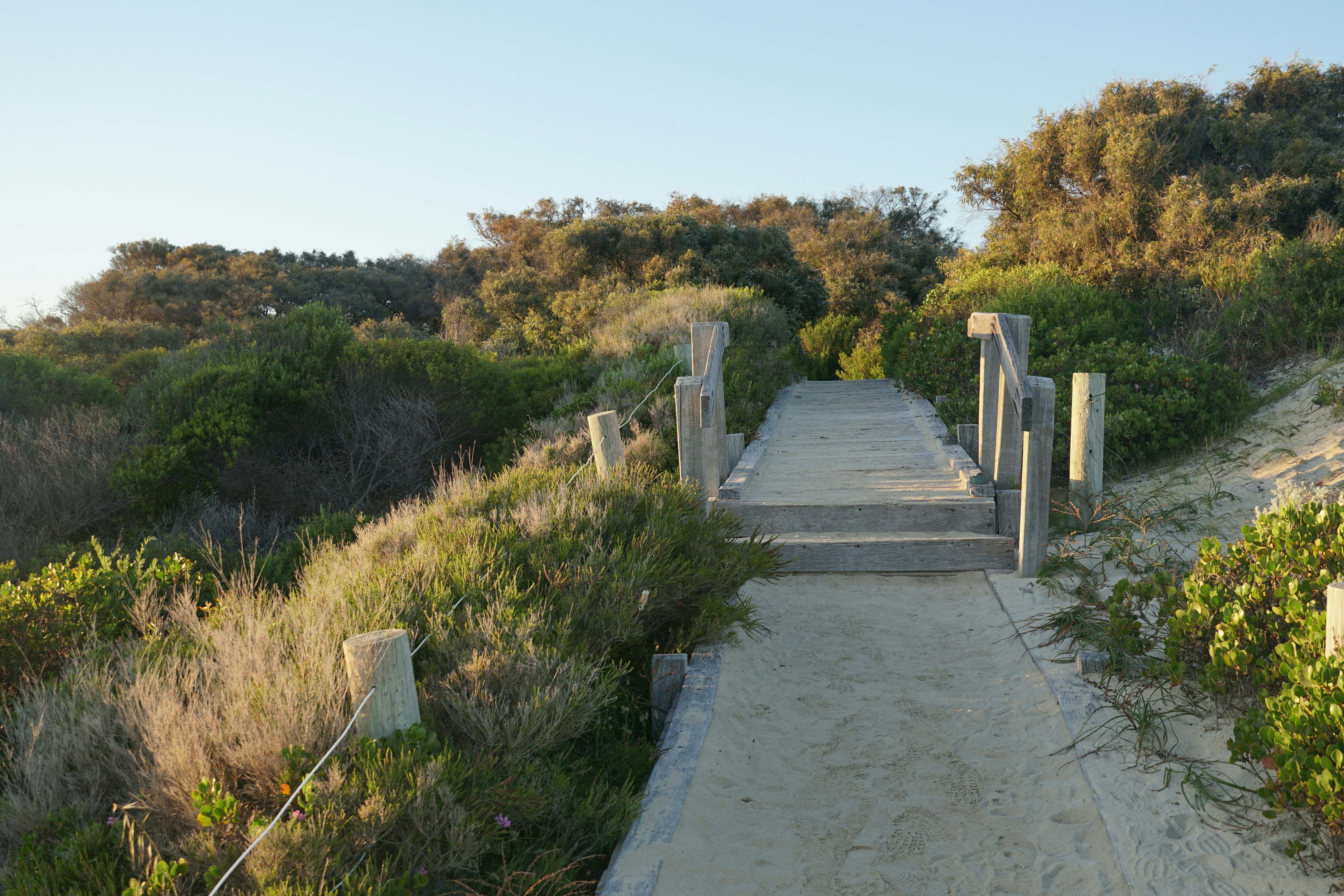 Sunlit Dune Boardwalk: A Quiet Ascent to the Coastal Ridge