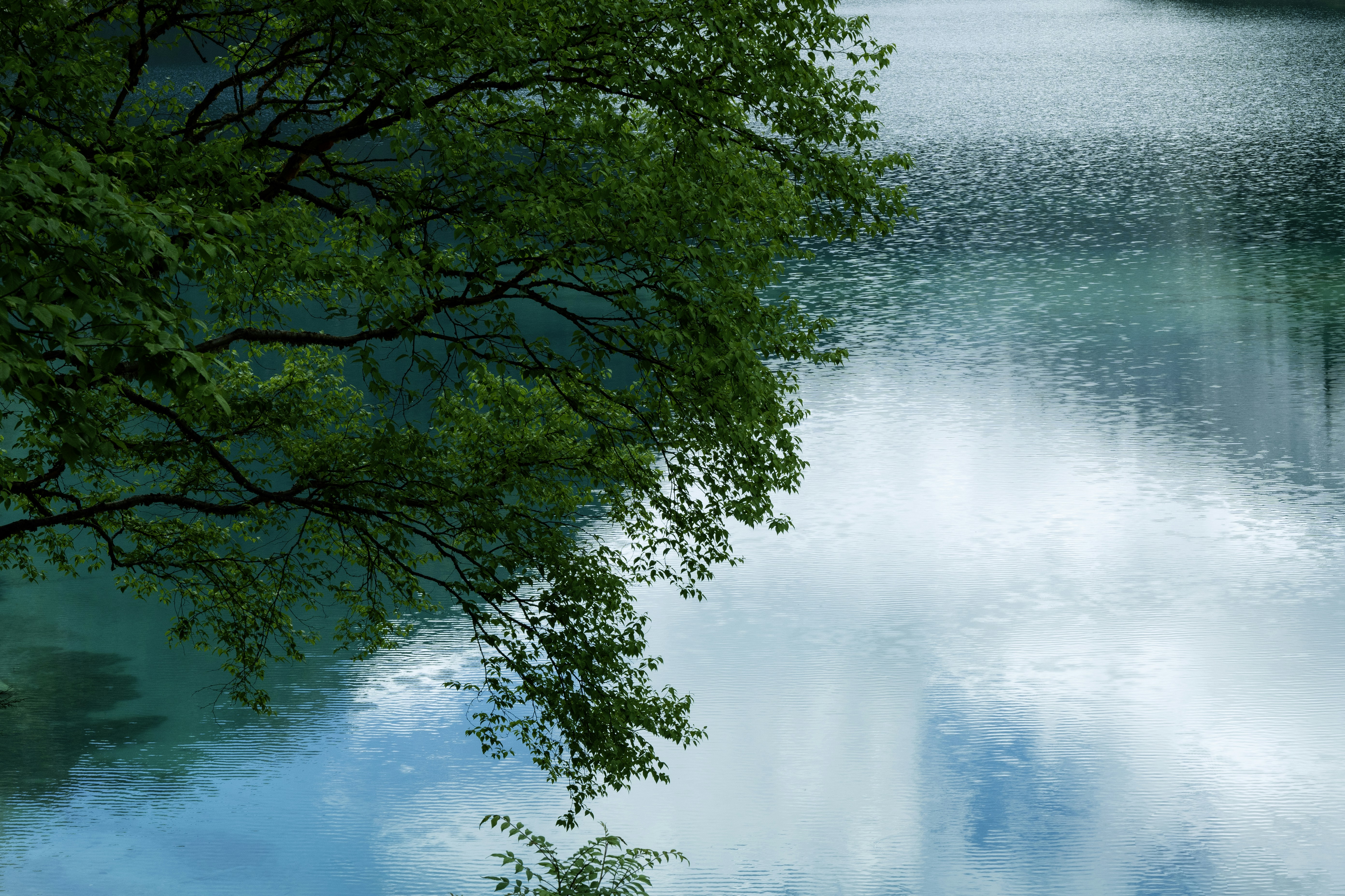 Lush green branches extend over a serene lake, mirroring the sky's gentle hues and creating a harmonious scene.