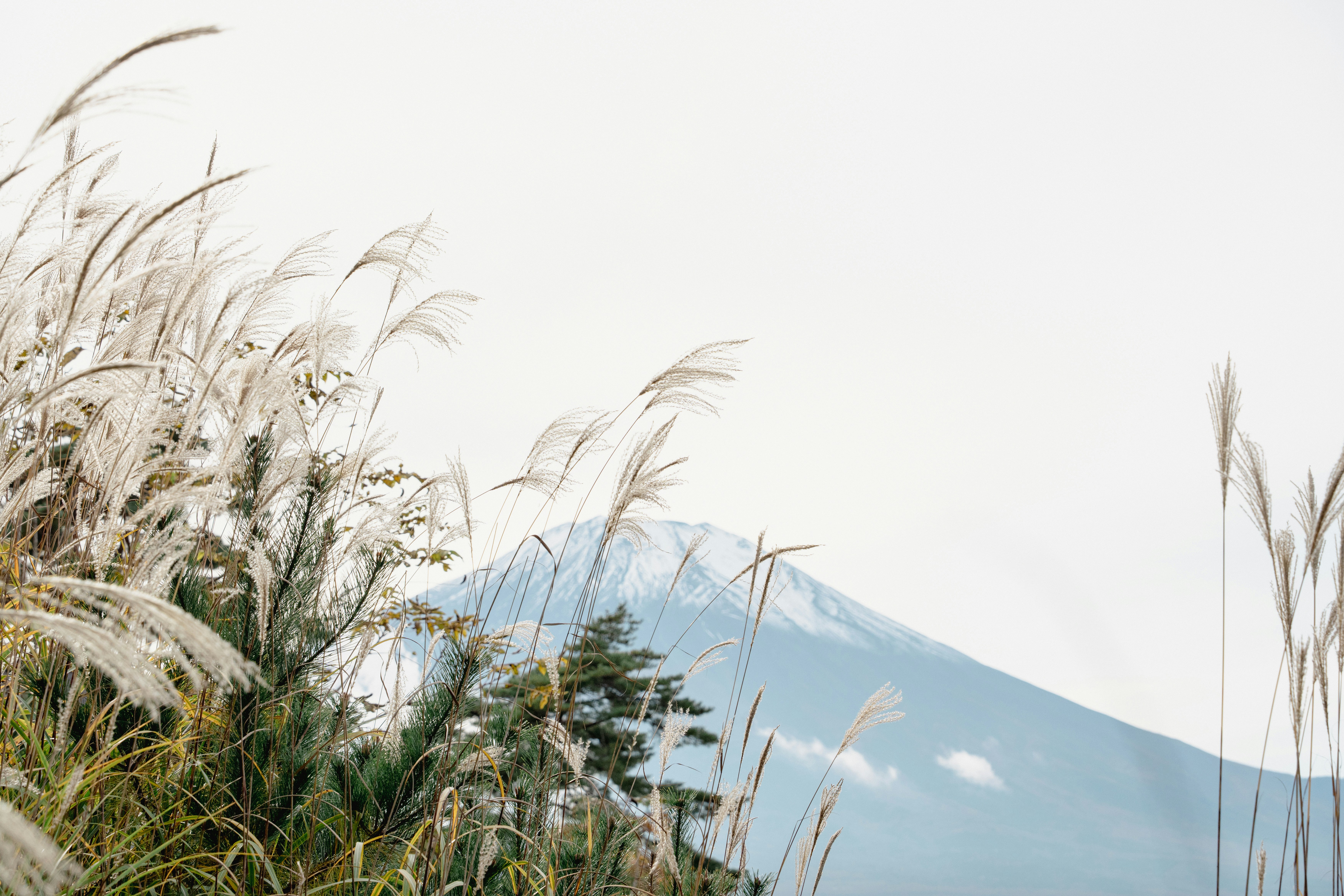 Whispers of Nature: A Serene Encounter with Mount Fuji