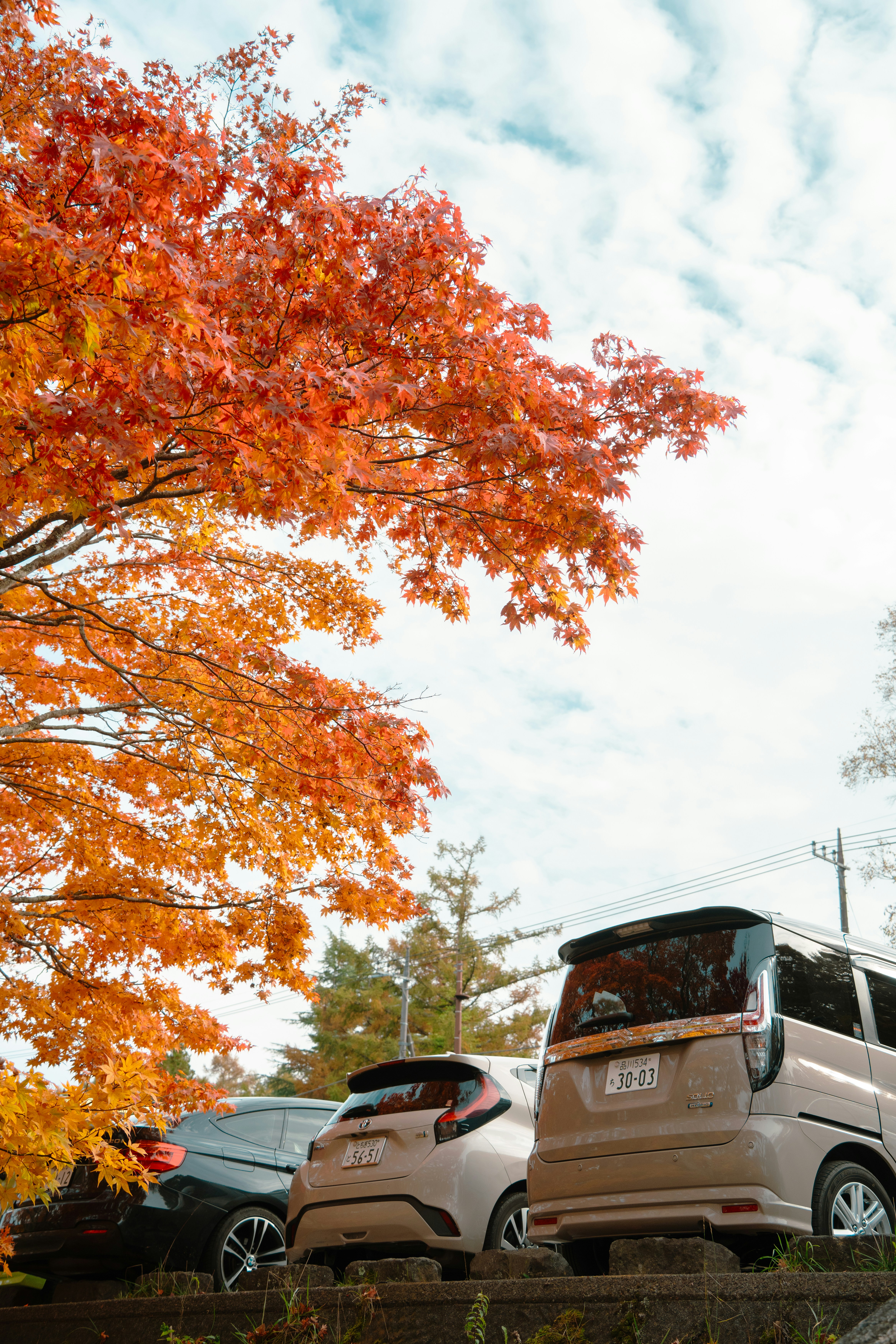 Autumn's Crimson Canopy Over a Quiet Parking Lot