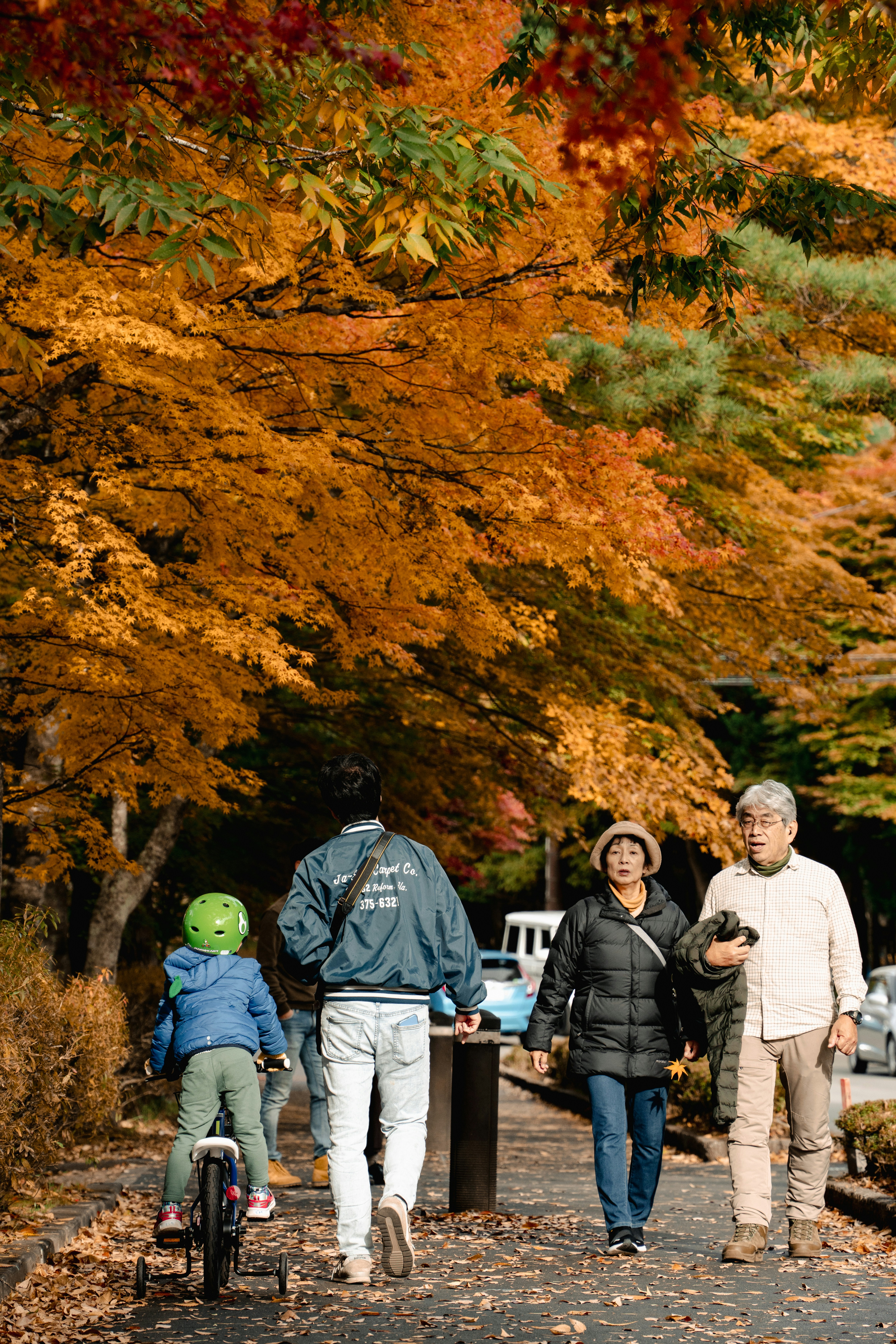 Amber Canopy Walk: A Quiet Park Moment Under Fall Light