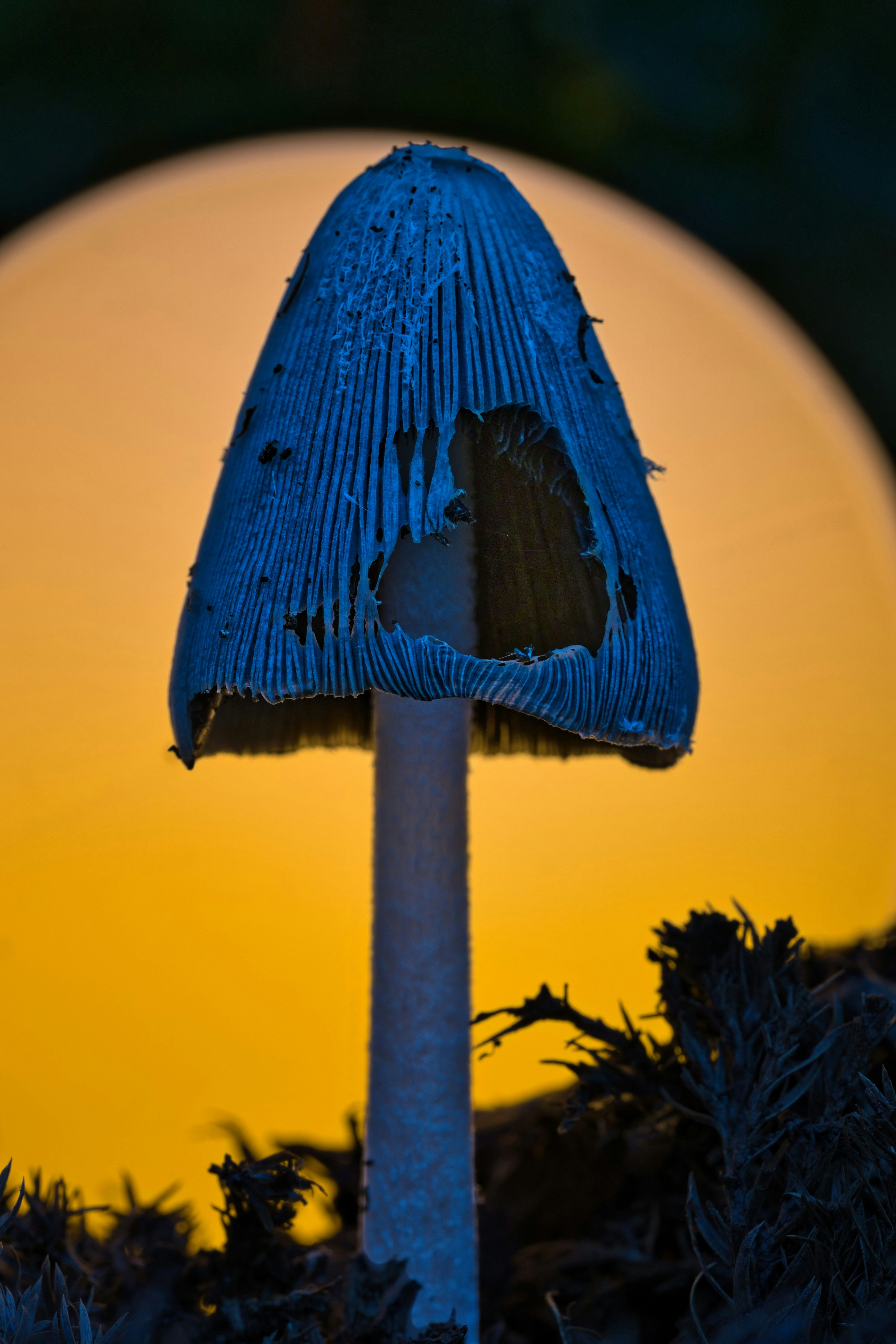 Cerulean Shroom Against a Backlit Orange Halo