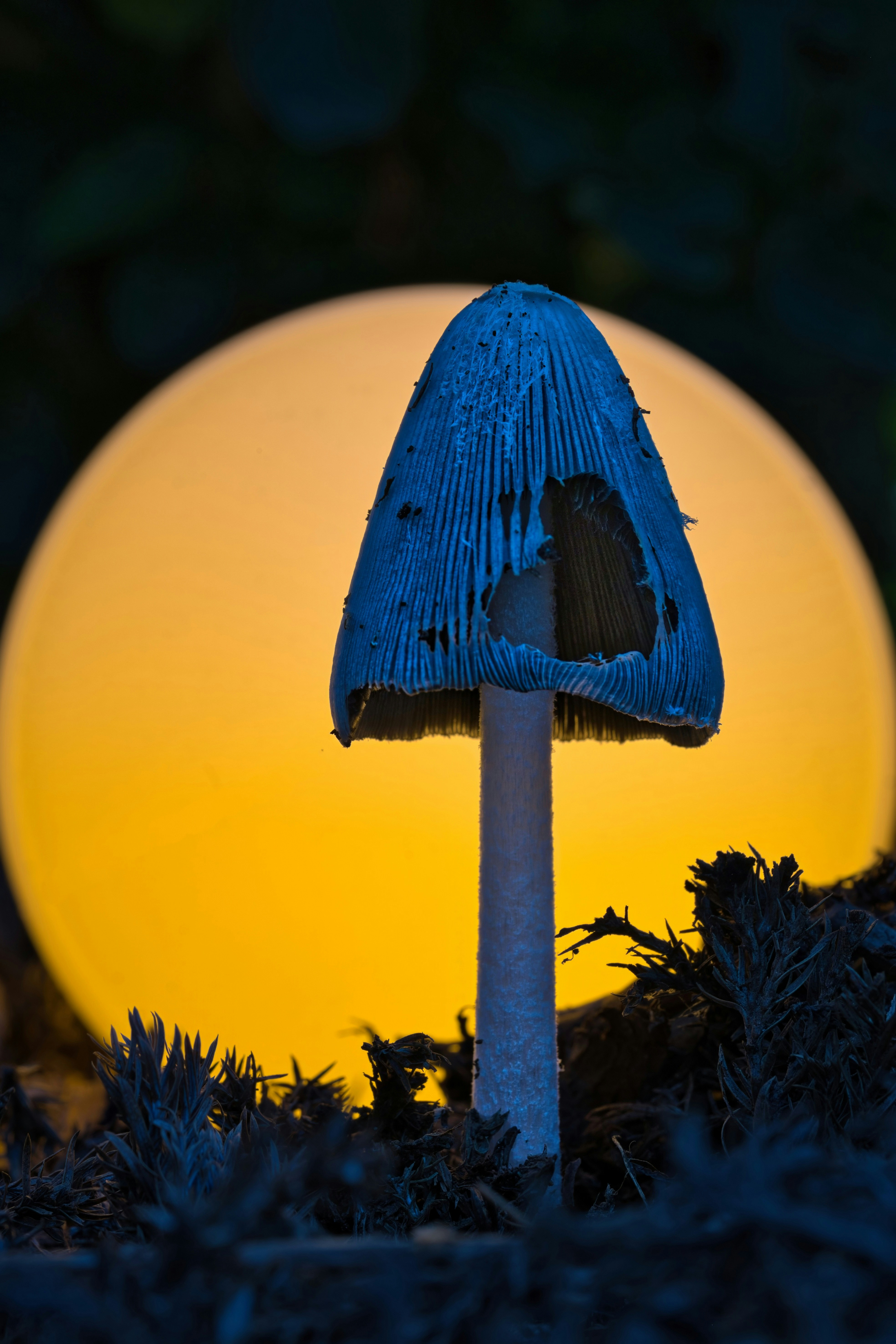 Luminous Mushroom Against a Celestial Glow