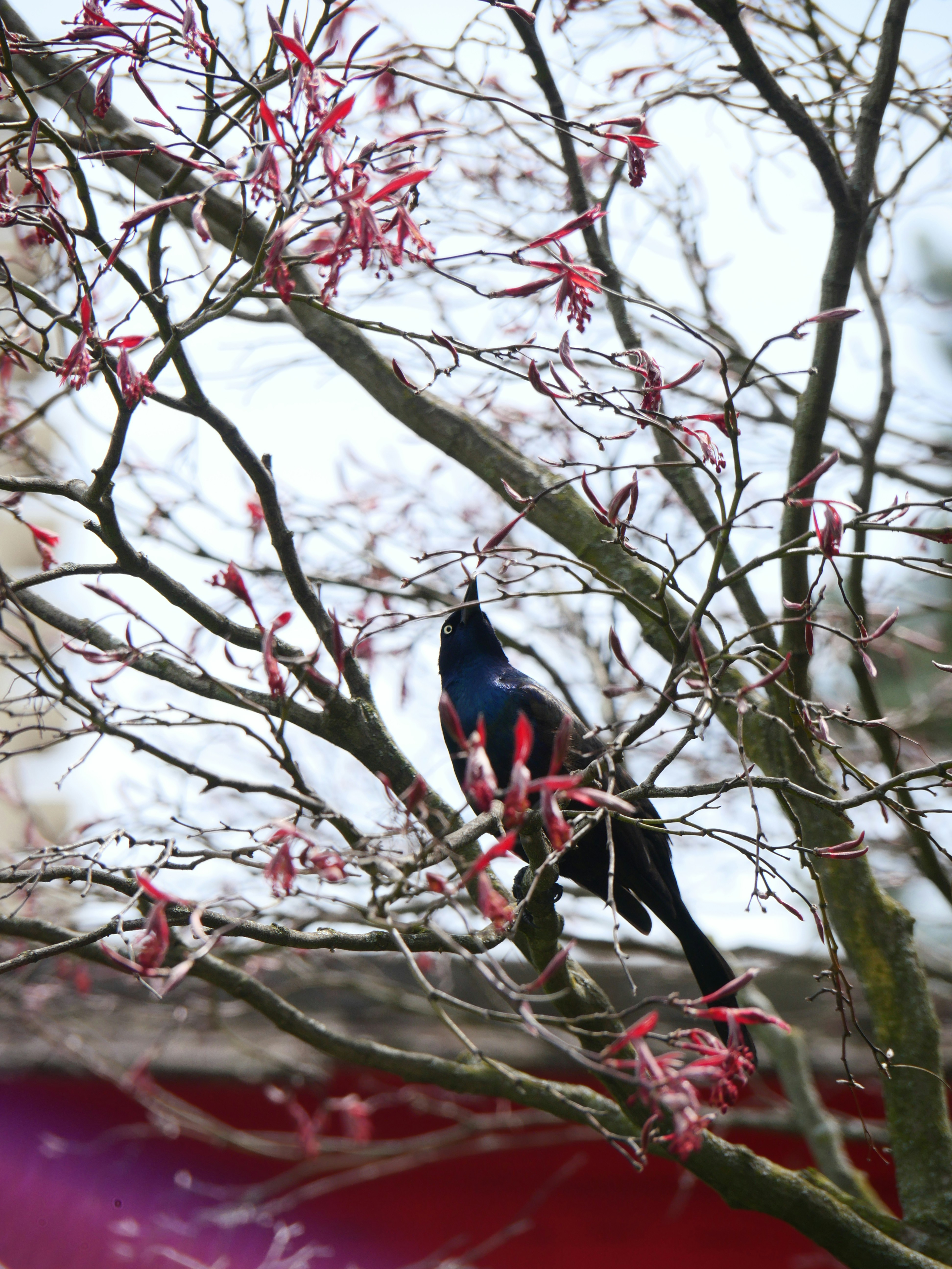 A vibrant bird perched among delicate pink blossoms on a tree, showcasing the beauty of spring. The scene captures the essence of nature's tranquility.