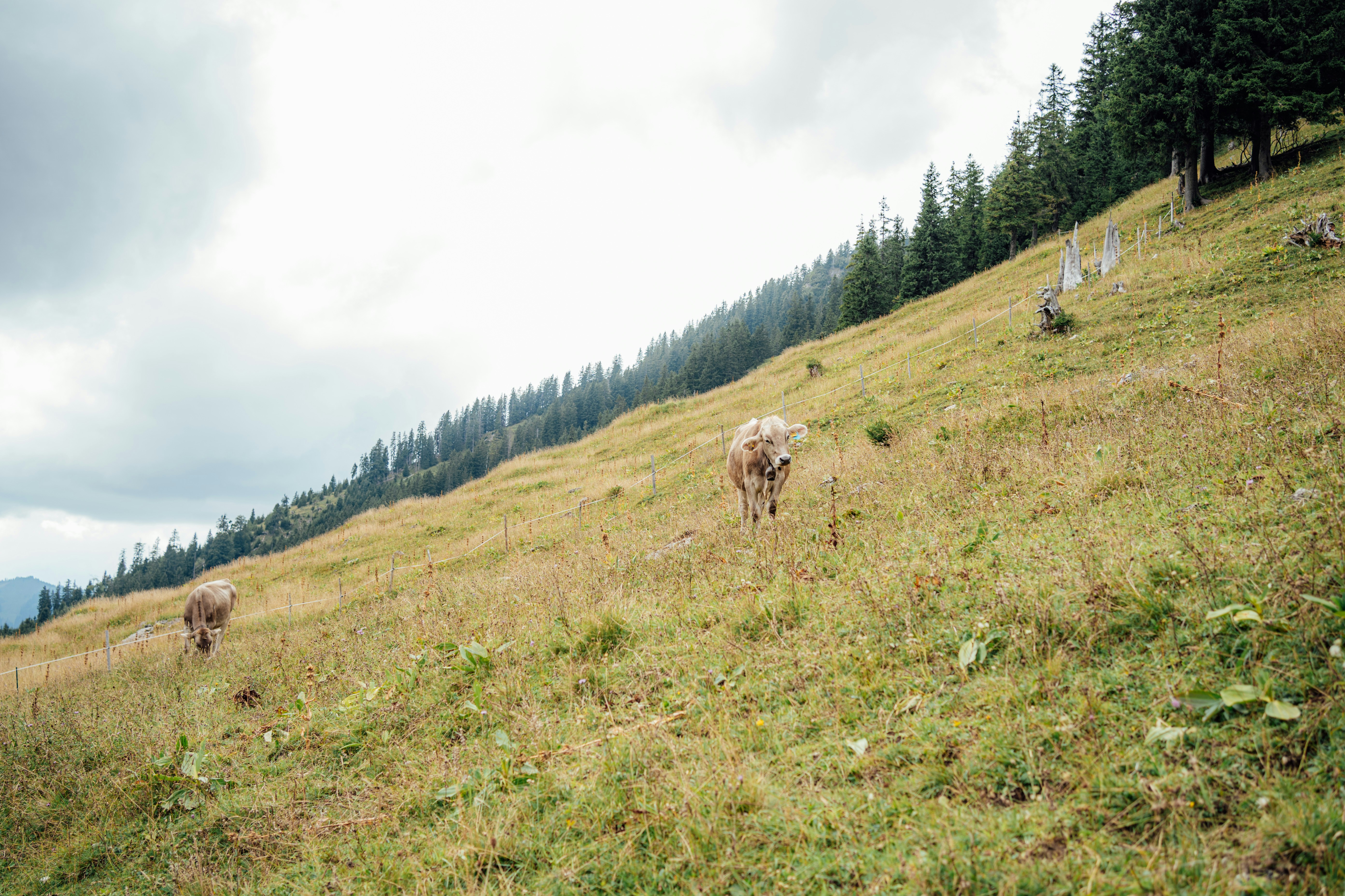 Two cows leisurely grazing on a lush hillside, surrounded by towering conifers and a cloudy sky.