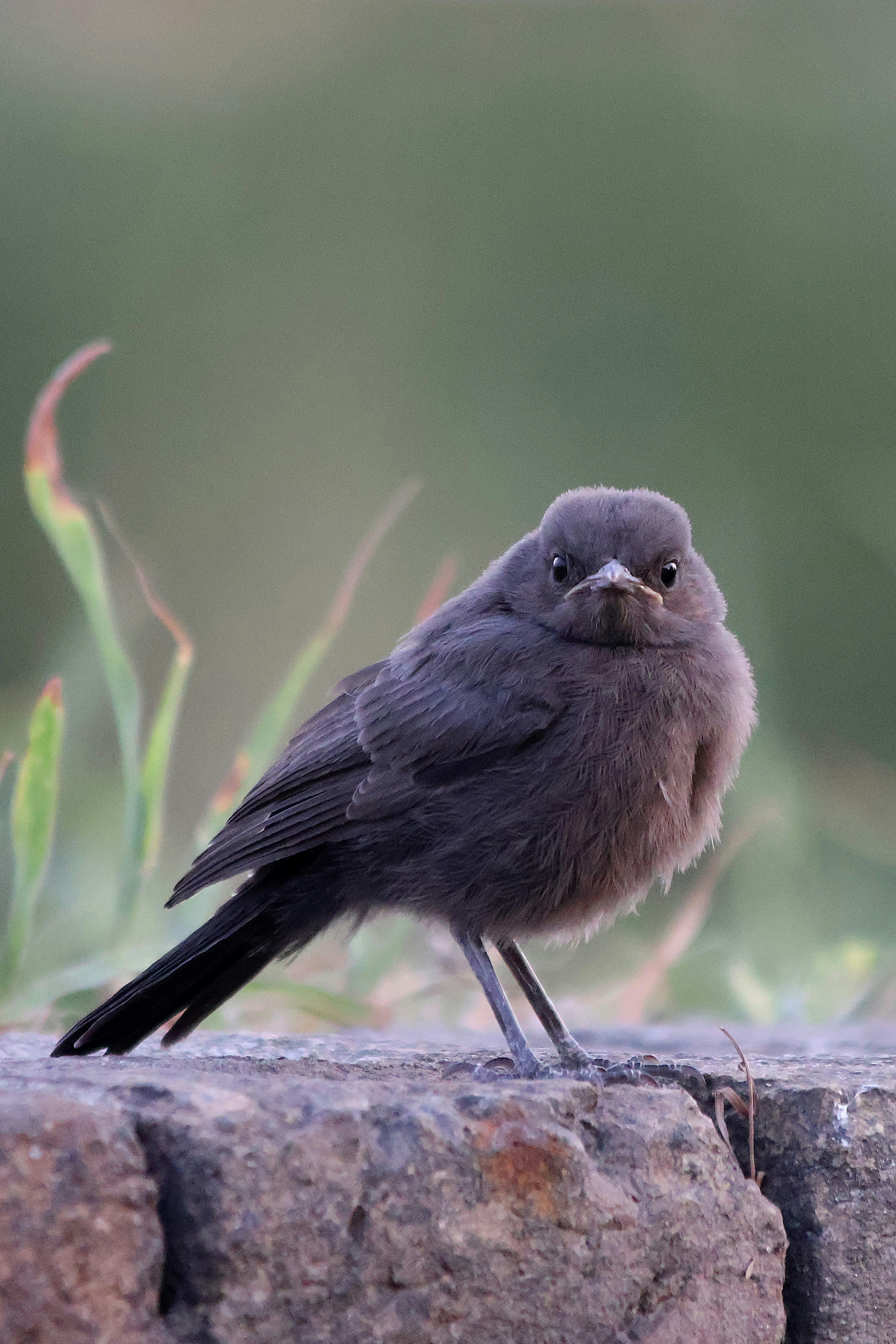 The Brown Rock Chat (Oenanthe fusca) is a rufous-brown bird often seen around rocks and old buildings. Captured in Islamabad by Asad Younis Tanoli using a Canon R10, this image highlights the bird’s earthy tones and calm presence as it forages for insects in its natural habitat.