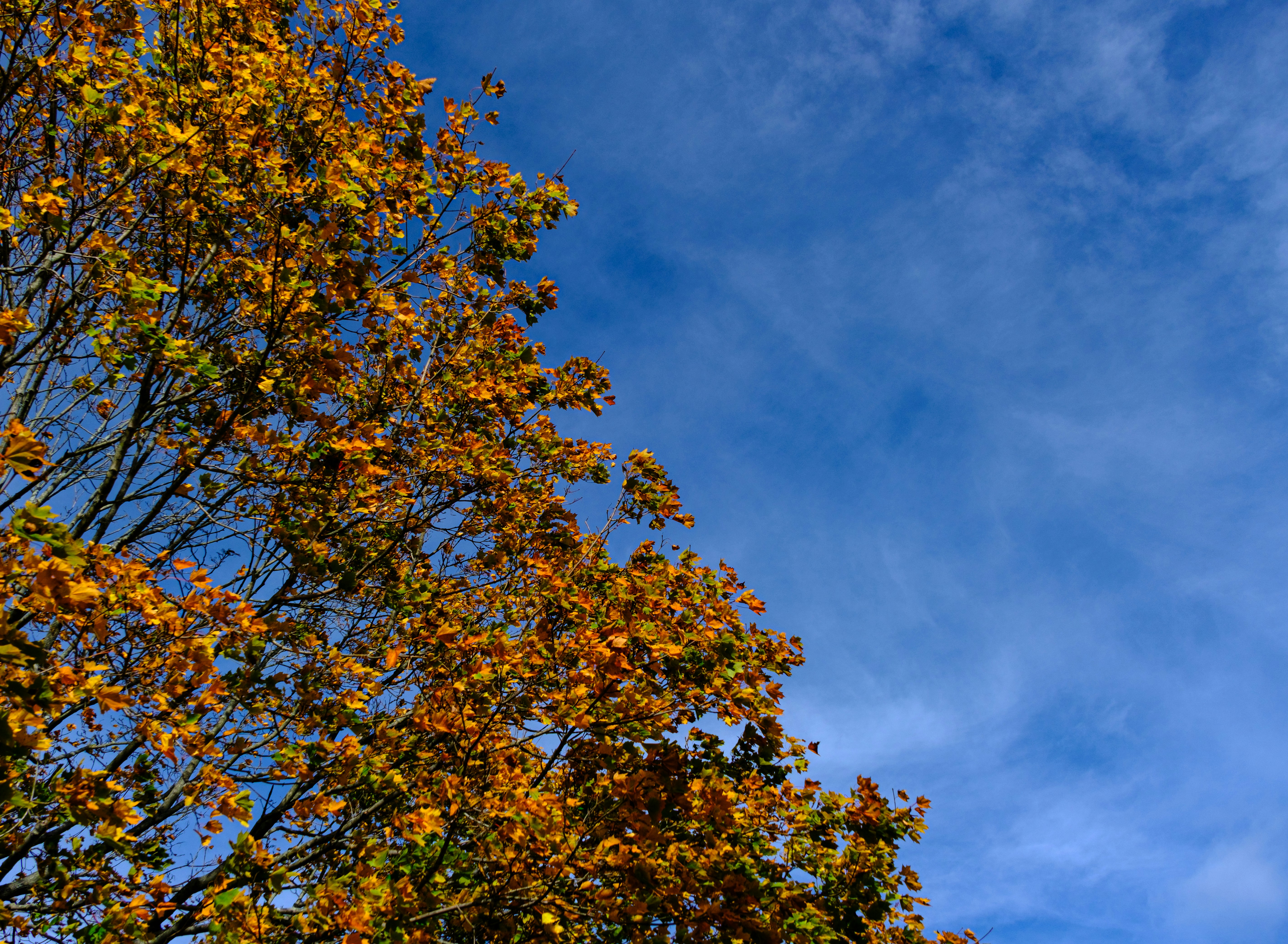 Vibrant autumn leaves in shades of orange and yellow contrast with a clear blue sky, capturing the essence of the season's transition.
