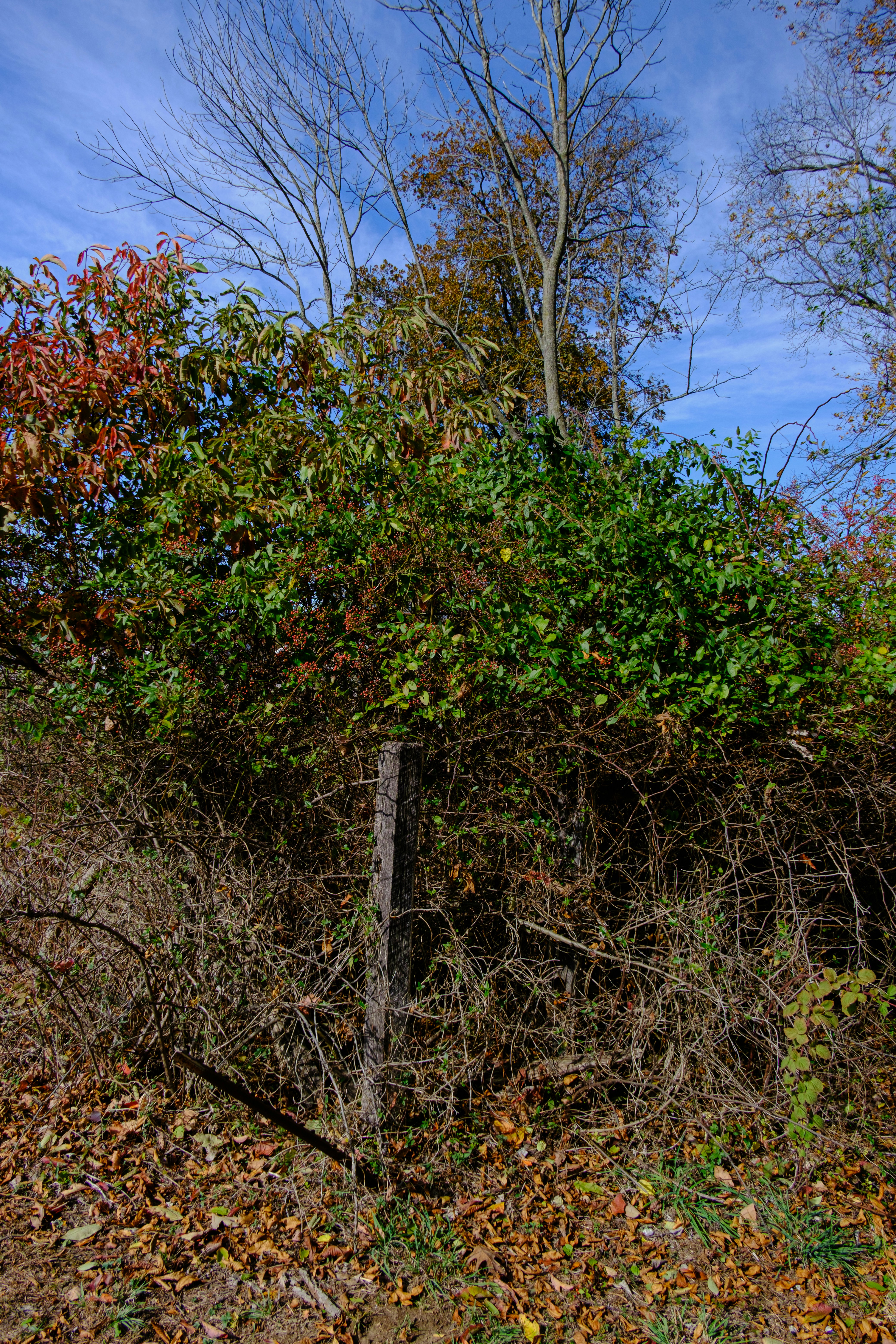 Lush greenery entwined with autumn foliage surrounds a weathered post, showcasing the beauty of seasonal transition.