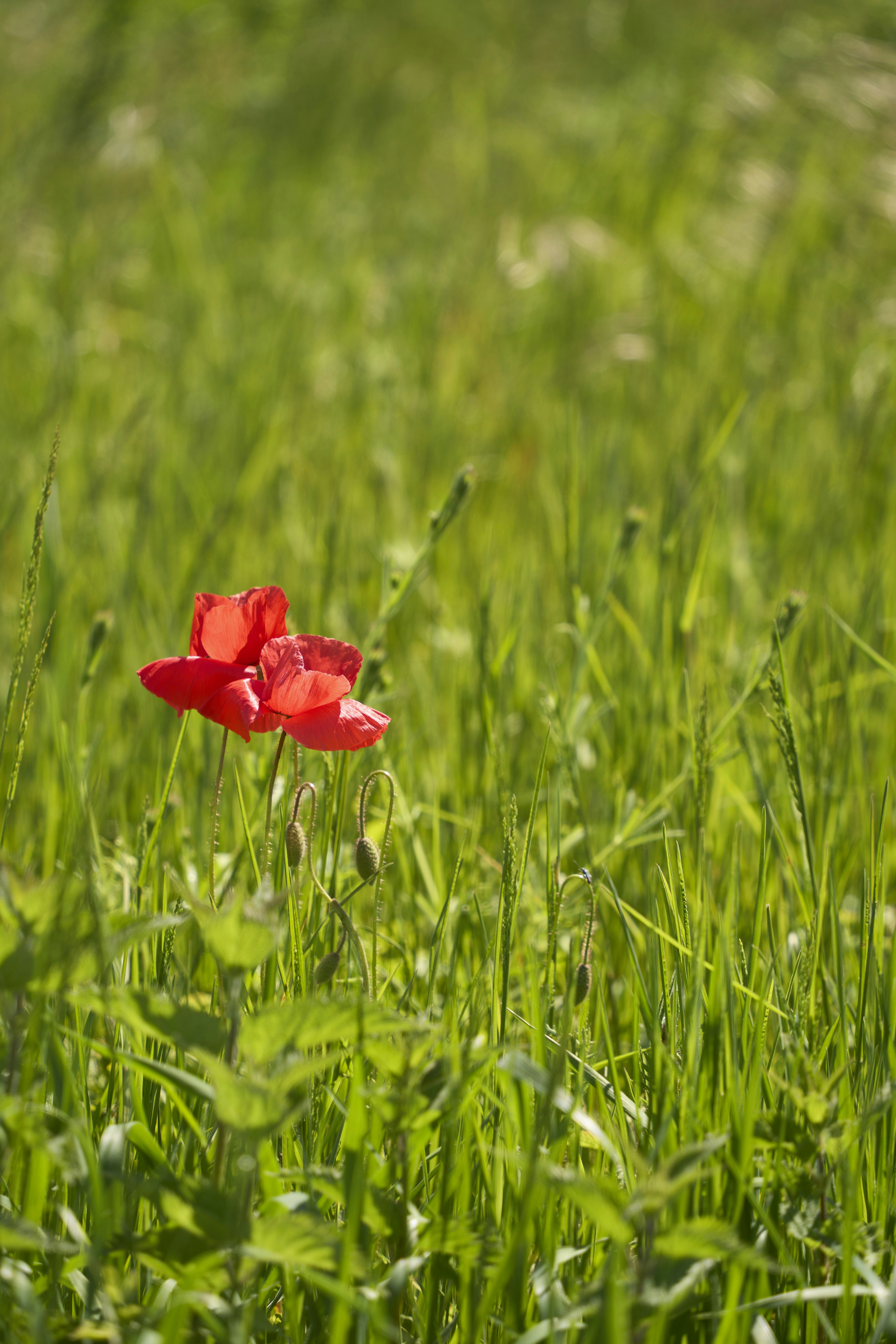 Vibrant red poppy blooms stand tall among lush green grass, highlighting nature's delicate beauty.