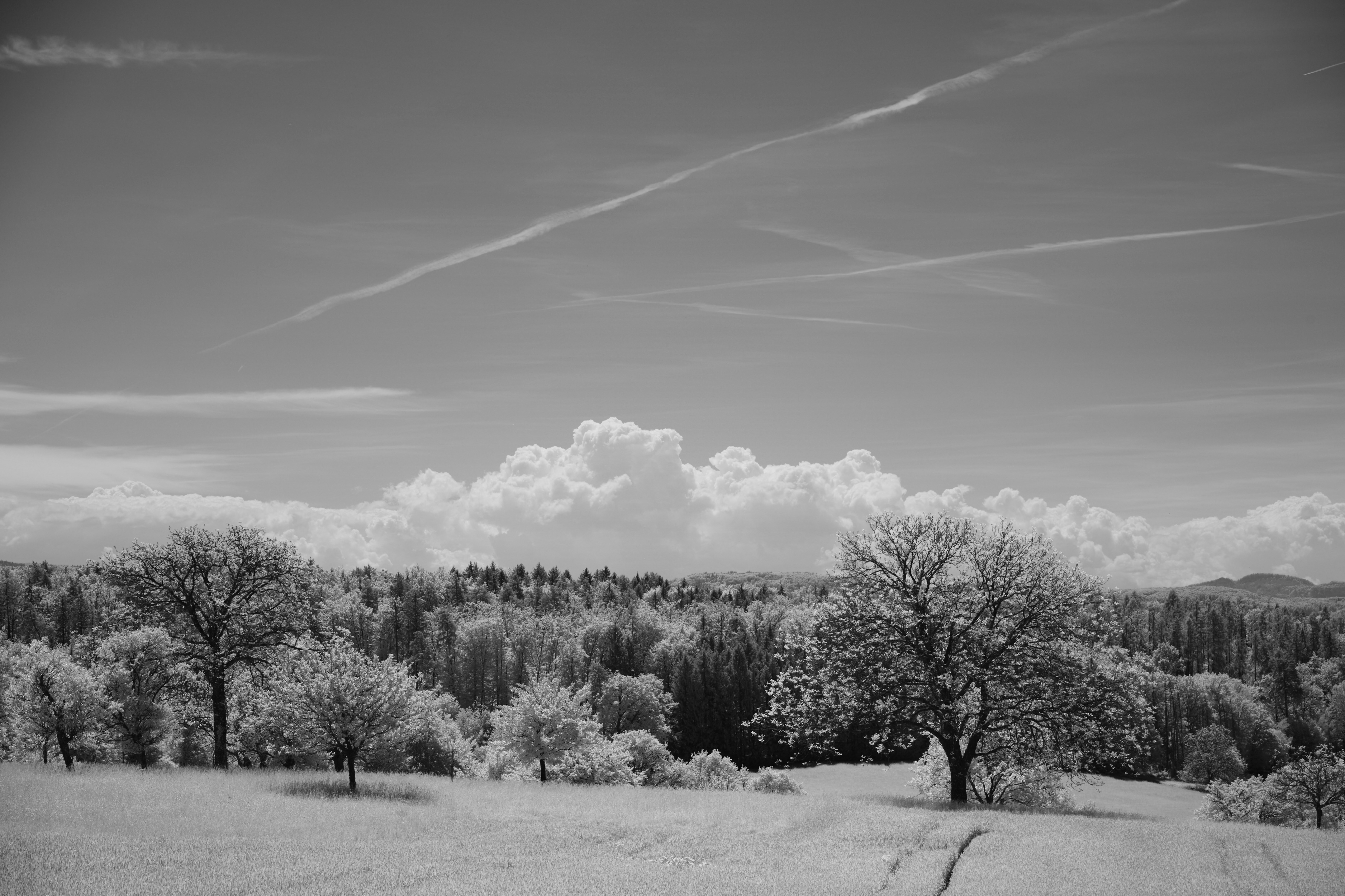 Whispers of Nature in Monochrome