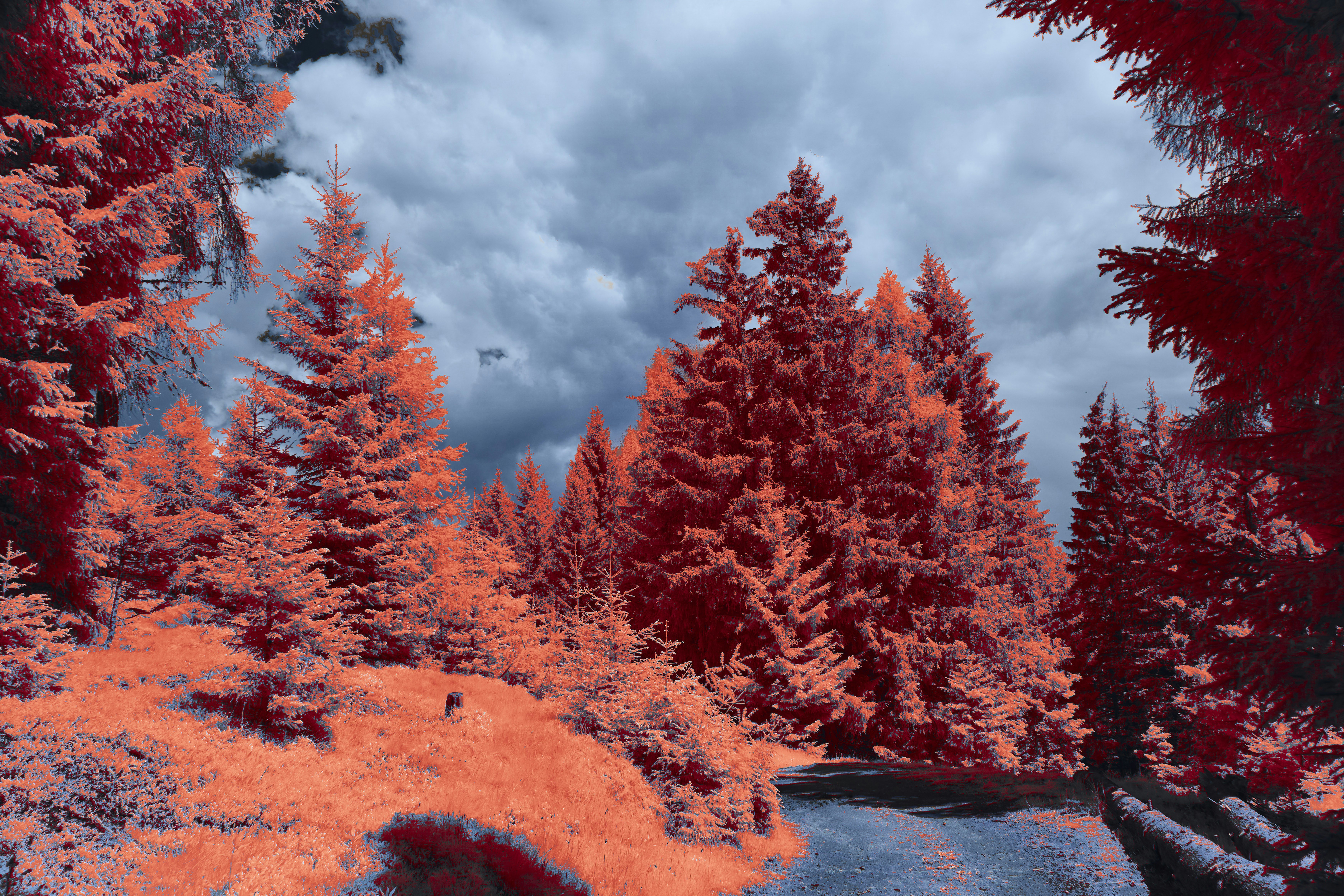 Vibrant red foliage envelops a winding path through dense trees under a dramatic sky, creating an otherworldly atmosphere.