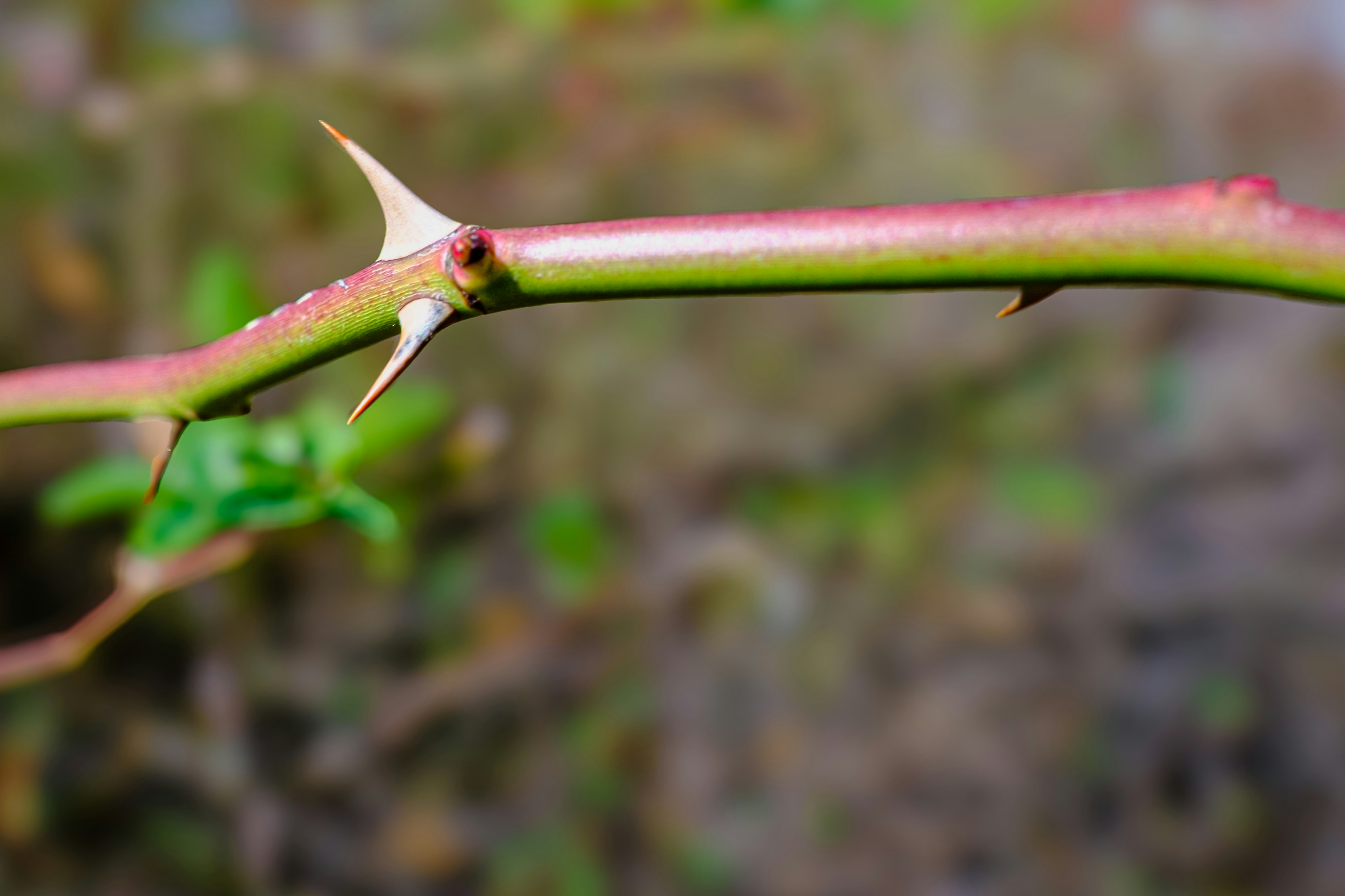 Nature's Intricate Armor: The Thorned Defense