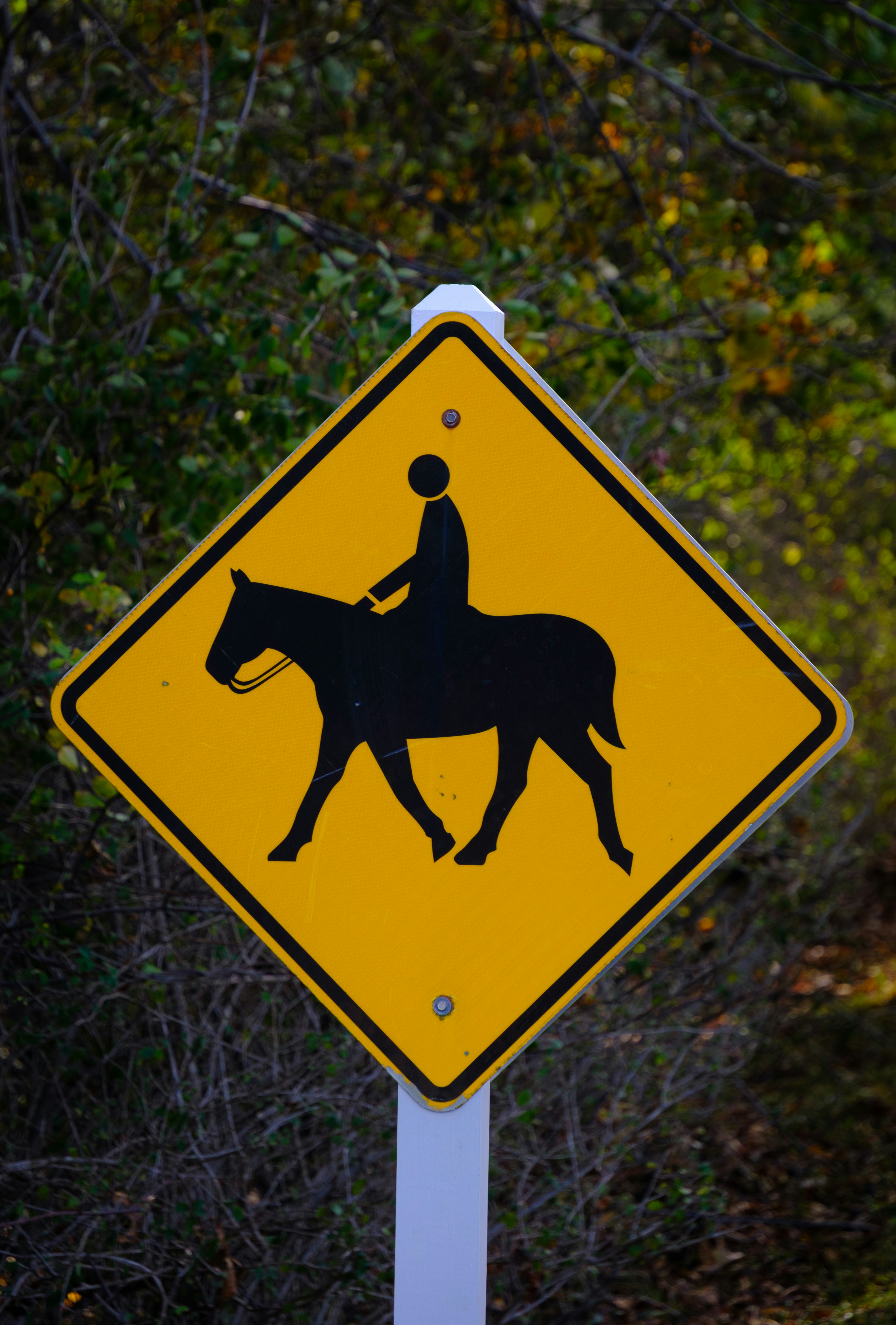 Equestrian Awareness Ahead