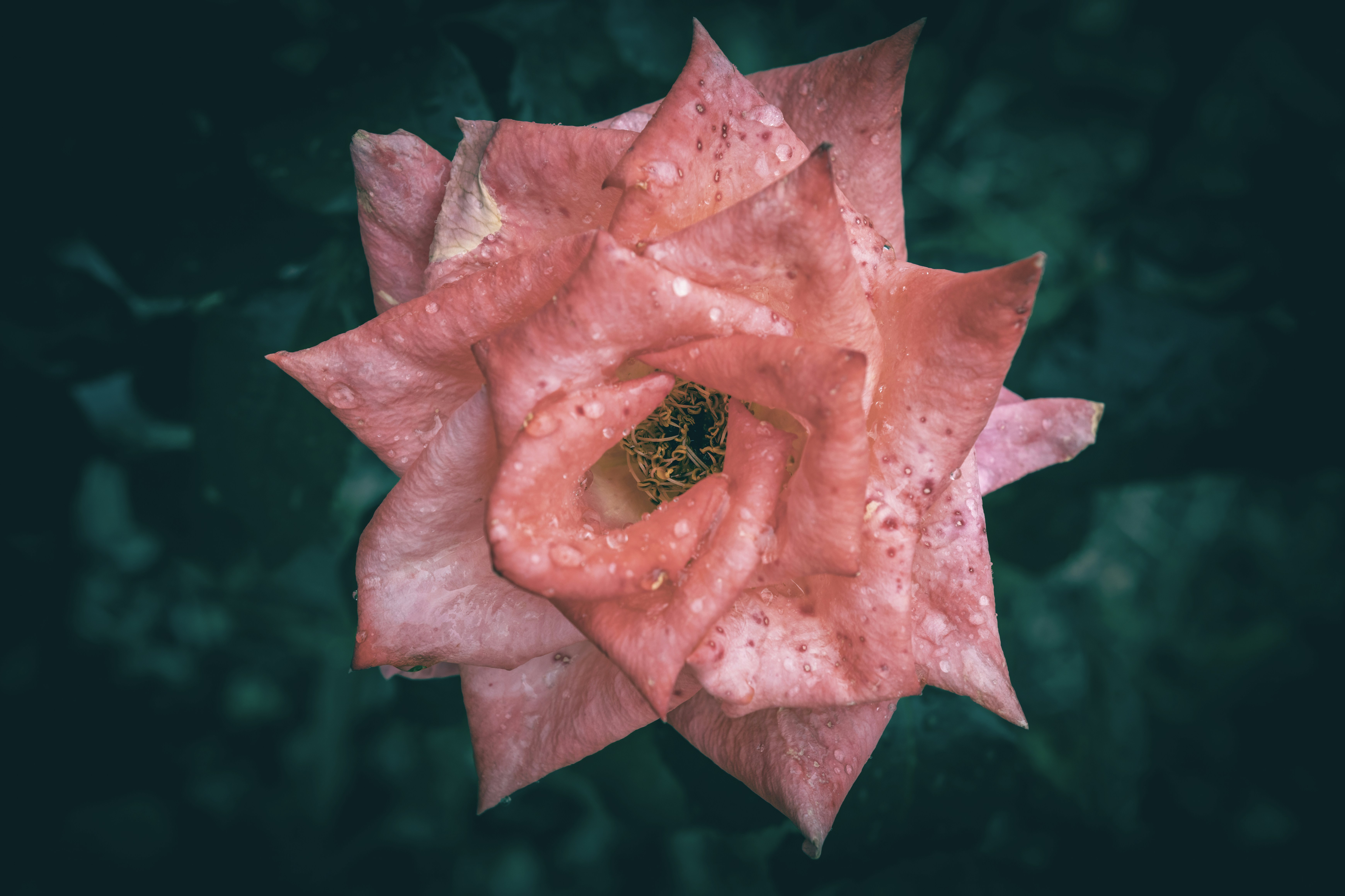 Delicate pink rose with droplets of water resting on its petals, surrounded by dark green foliage.