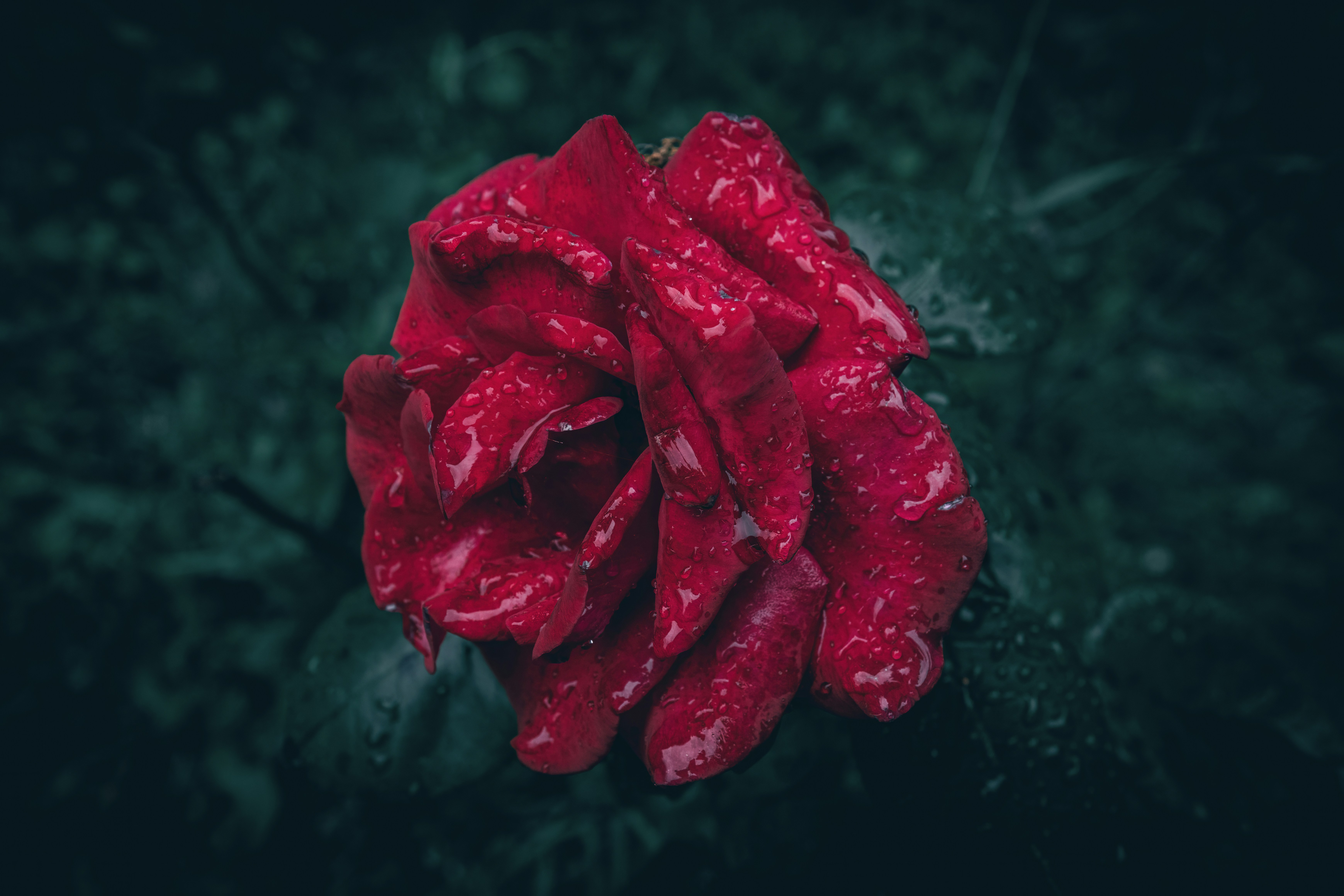 Vibrant red rose adorned with droplets, set against a dark, moody background that enhances its rich color and texture.