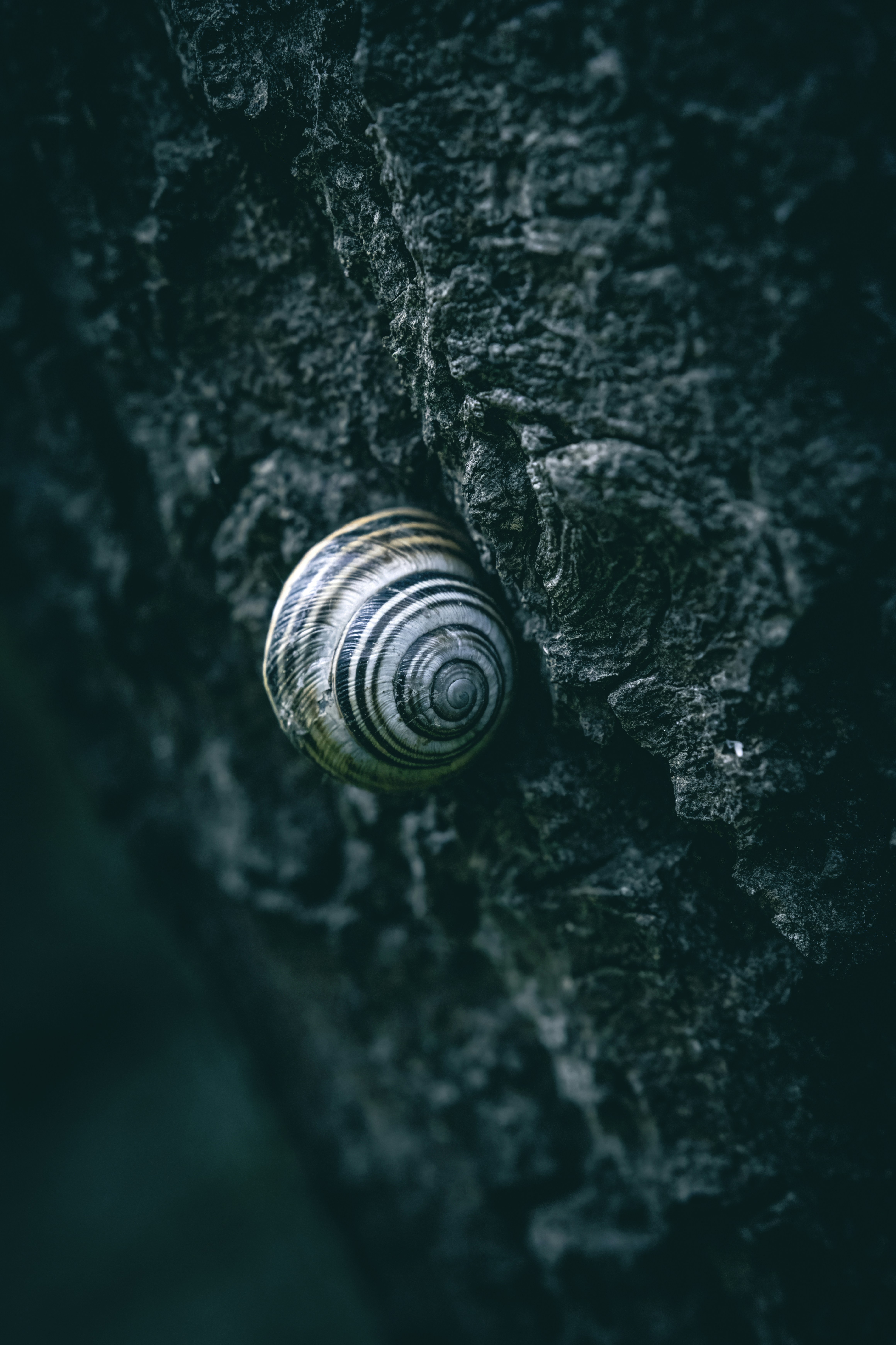 A close-up of a snail clinging to the textured surface of tree bark, showcasing its intricate shell patterns and natural habitat.