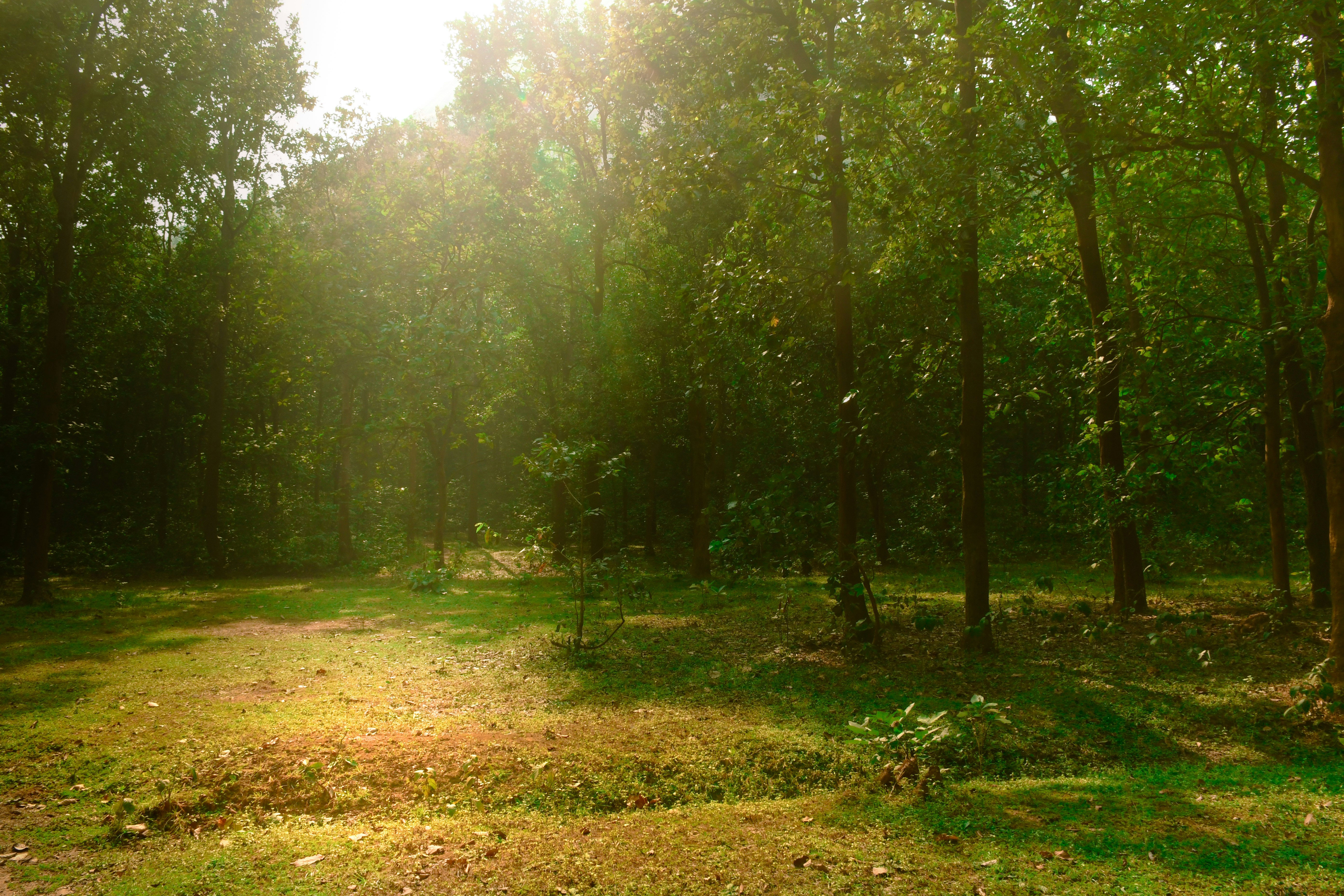 Sunlight filters through a dense forest, illuminating patches of grass and foliage. The serene atmosphere invites exploration.