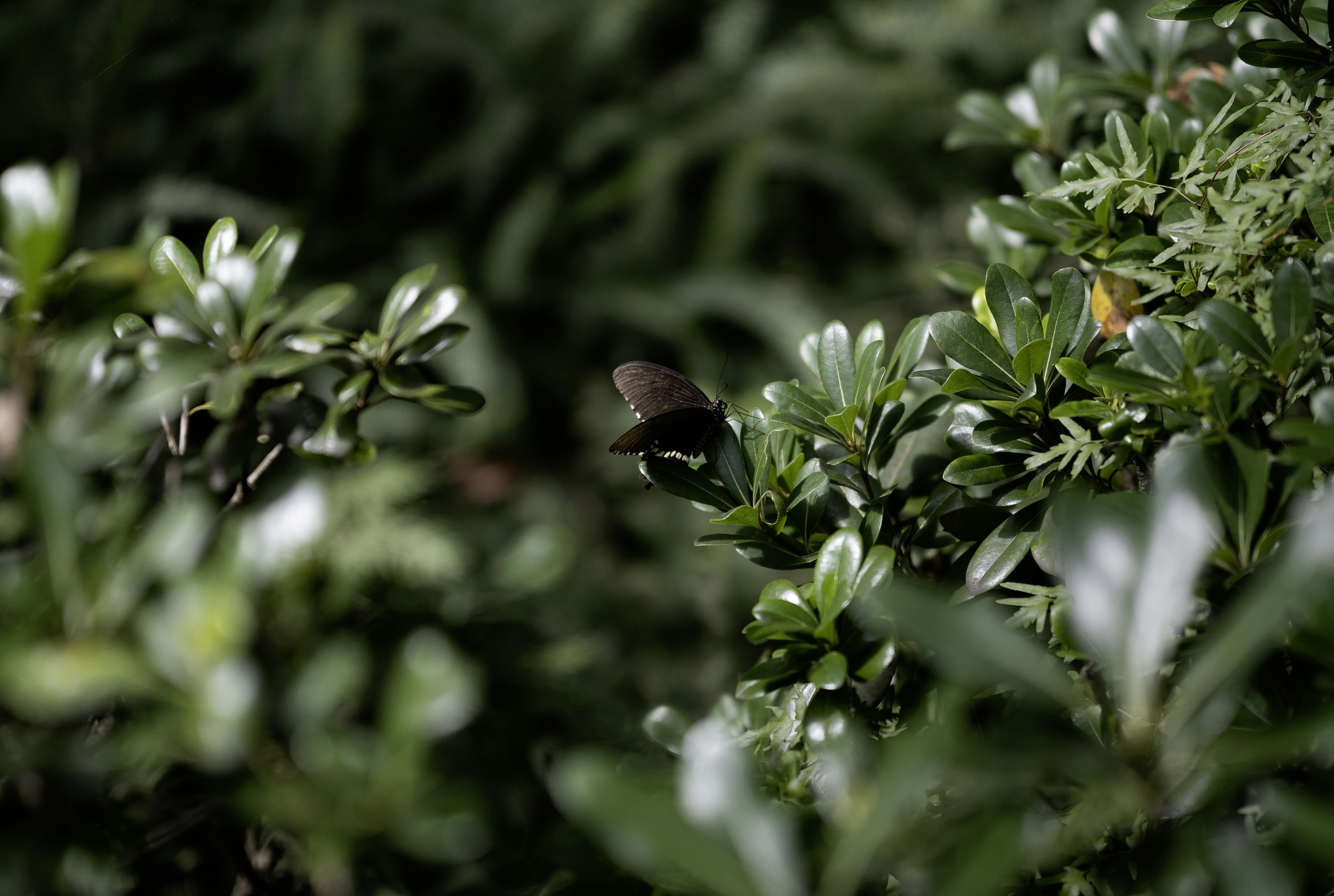 A butterfly perched delicately among lush green foliage, showcasing the intricate details of its wings against a blurred backdrop.