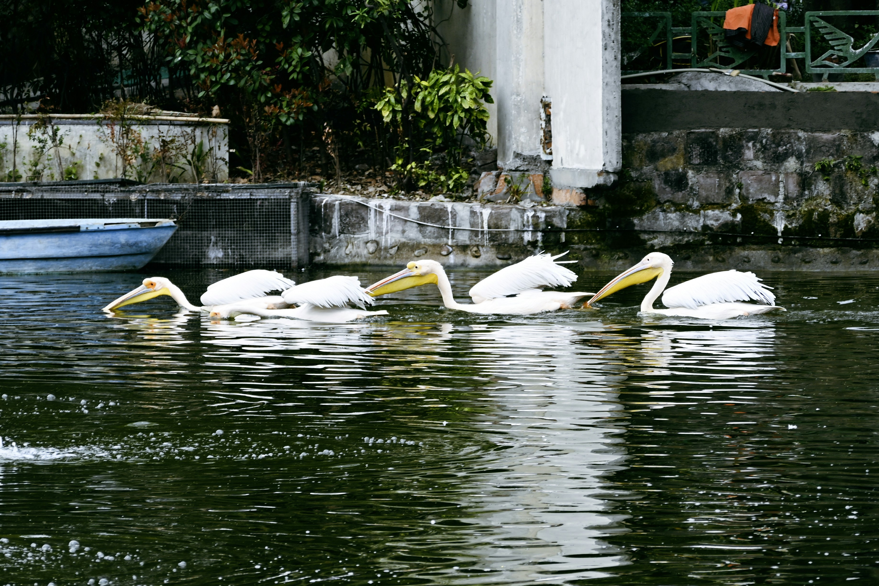 A line of pelicans gliding serenely across a calm water surface, reflecting their elegant forms and vibrant beaks.