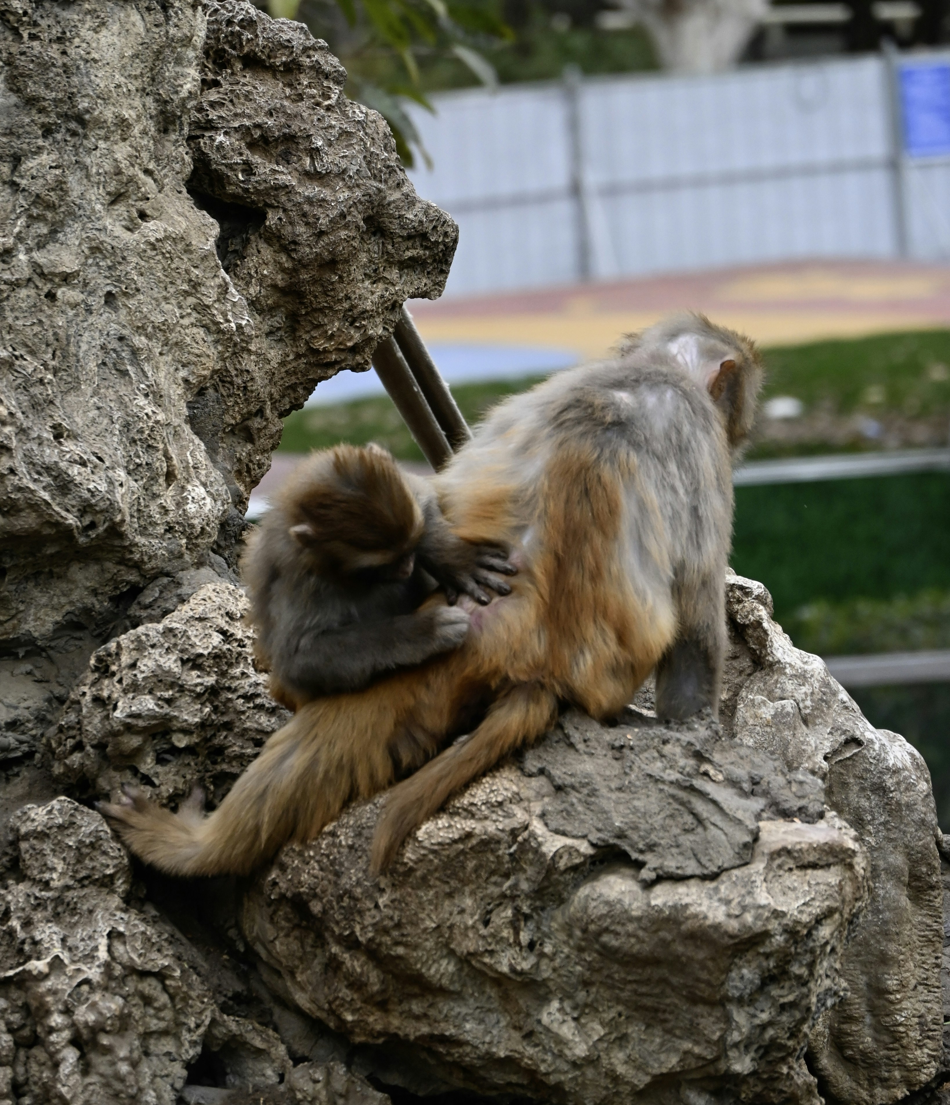 Two monkeys interacting on a rocky surface, showcasing a playful and affectionate moment in their natural habitat.