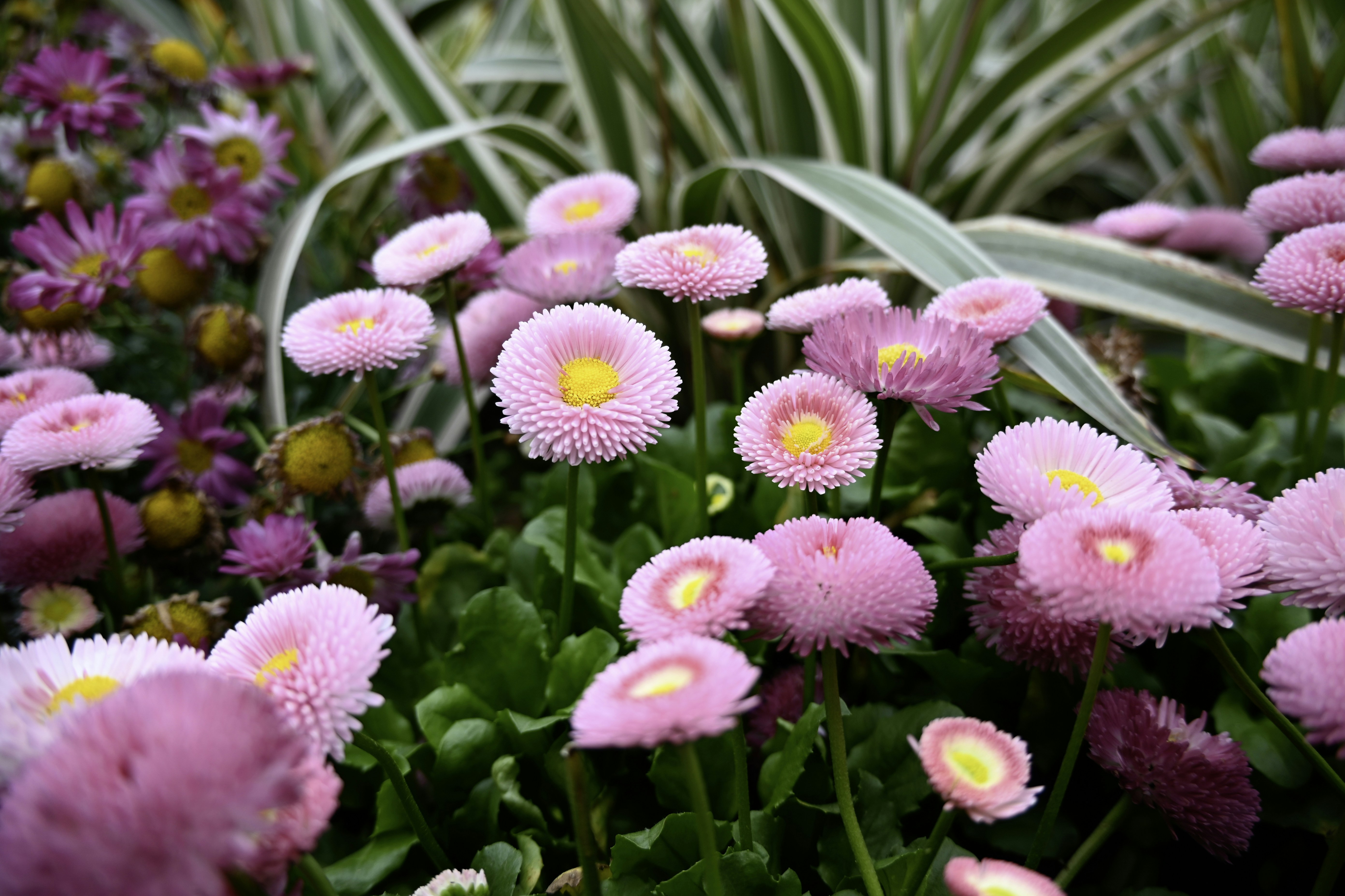 Whispers of Spring: A Floral Embrace