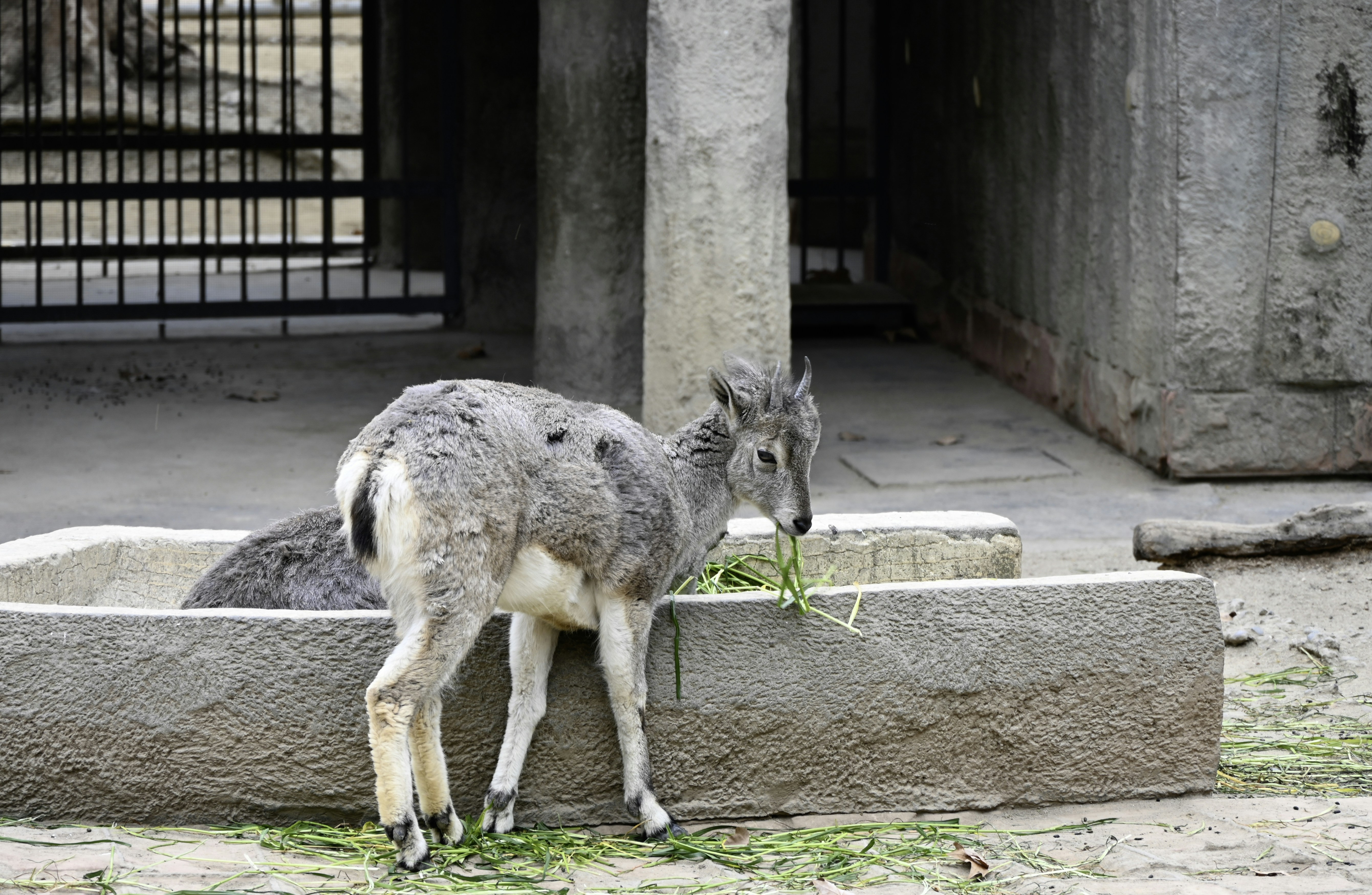 Courtyard Grazing: A Young Ungulate at a Stone Trough
