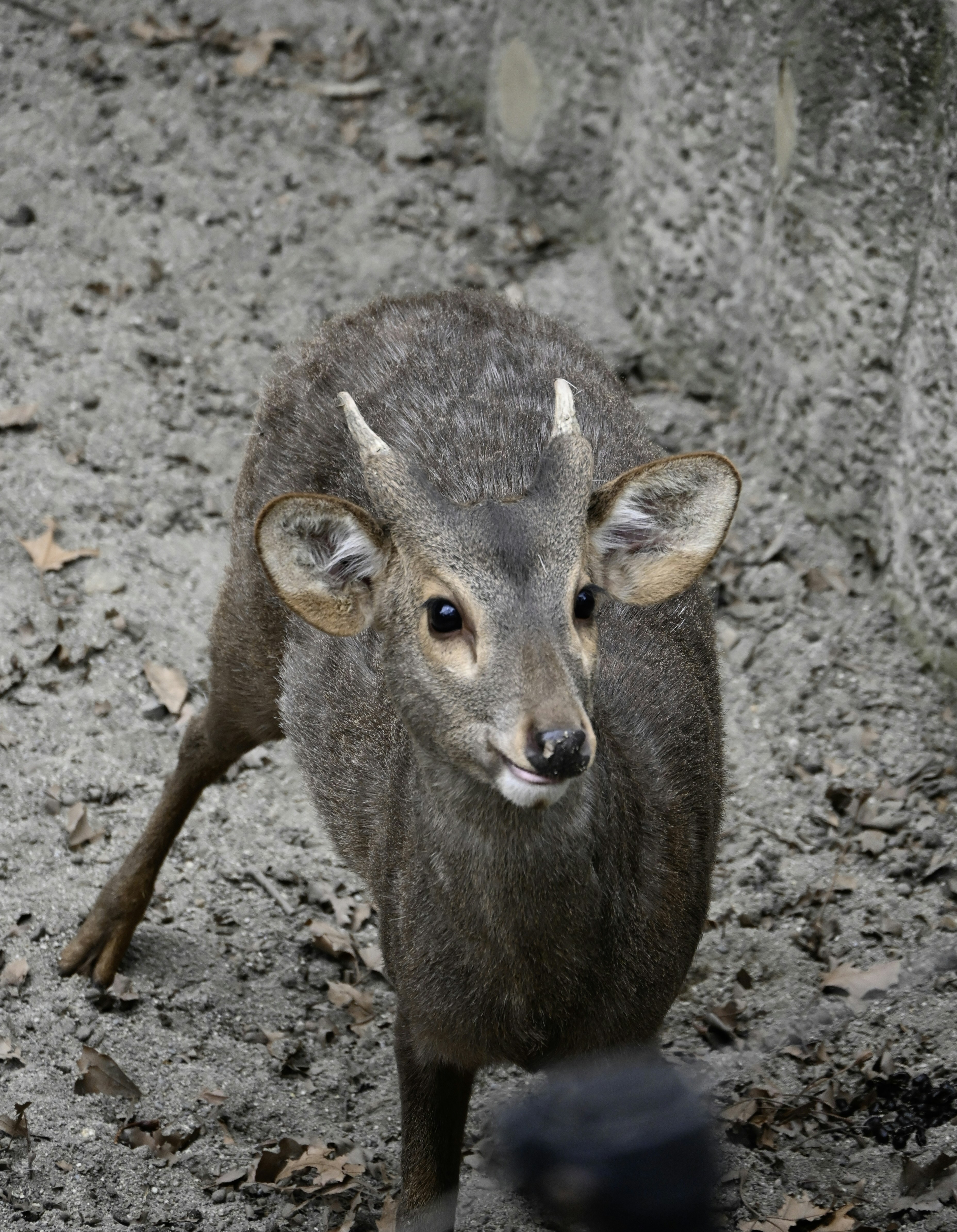 Muntjac on the Dusty Ground: A Close-Up Moment