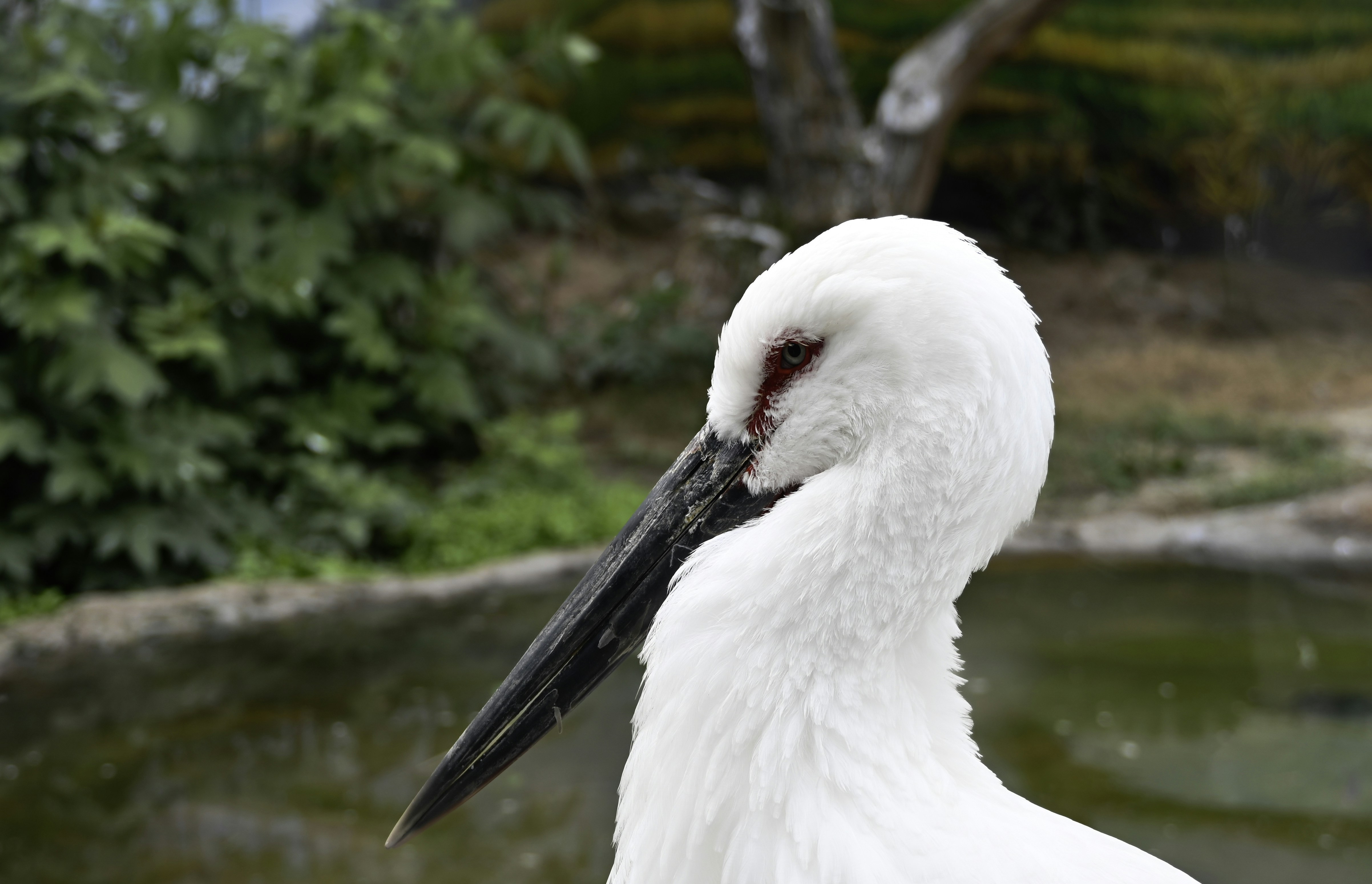 A close-up of a white stork with a striking black beak, set against a blurred natural background. The stork's feathers are detailed and pristine.