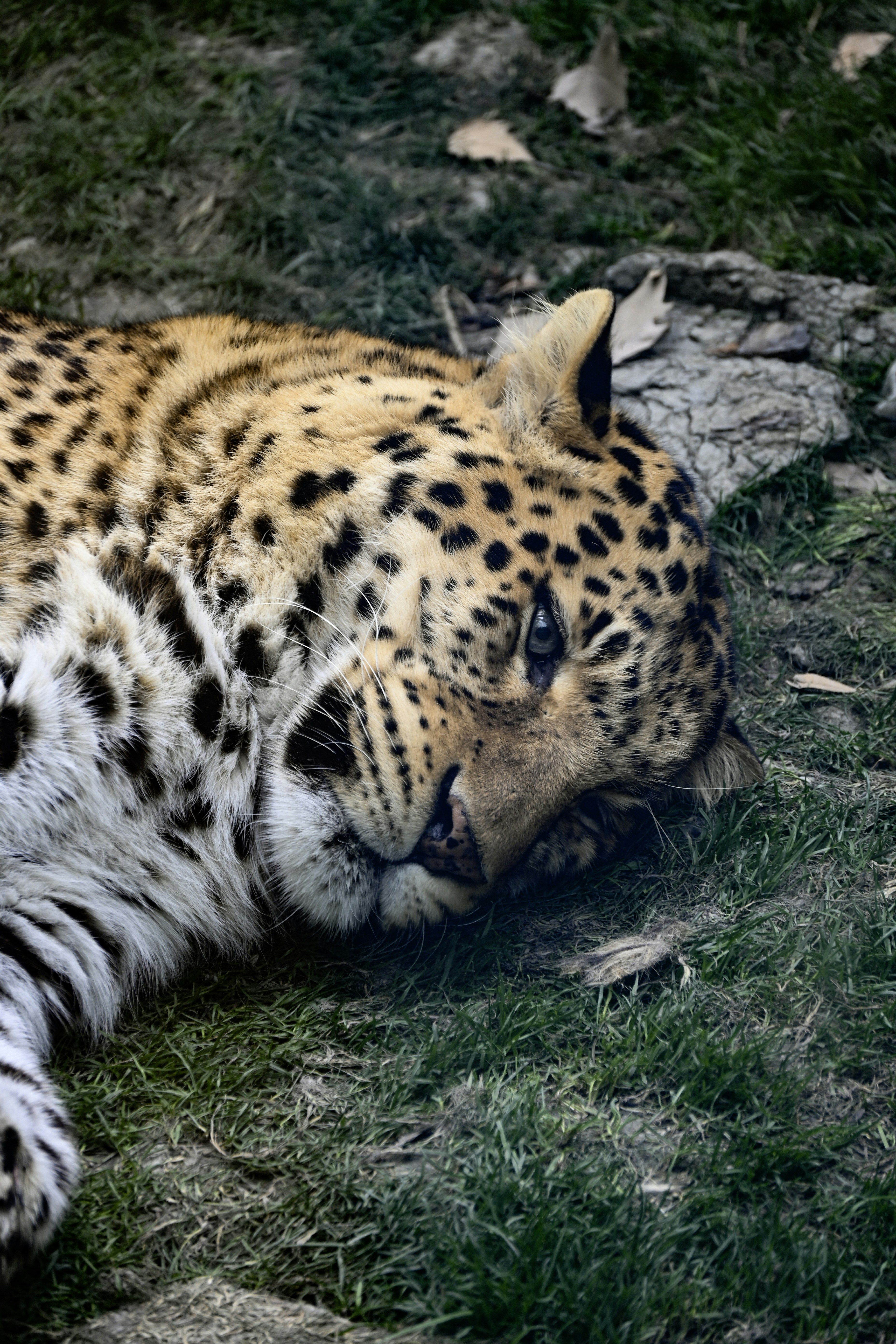 Photo by Pic Kaca with Nikon Z50