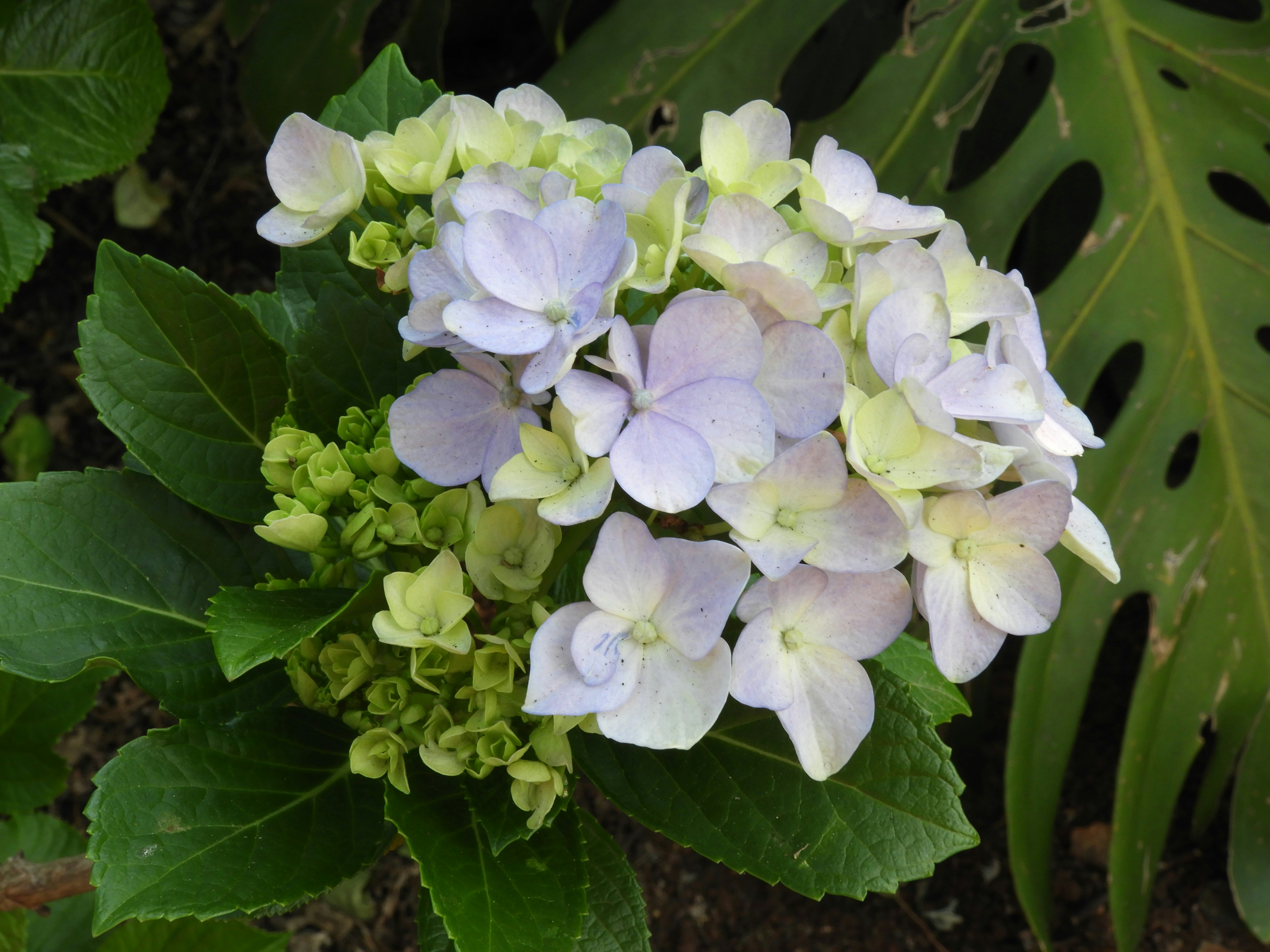 Delicate hydrangea flowers in hues of pale blue and green, surrounded by lush green leaves, showcasing the beauty of nature's palette.