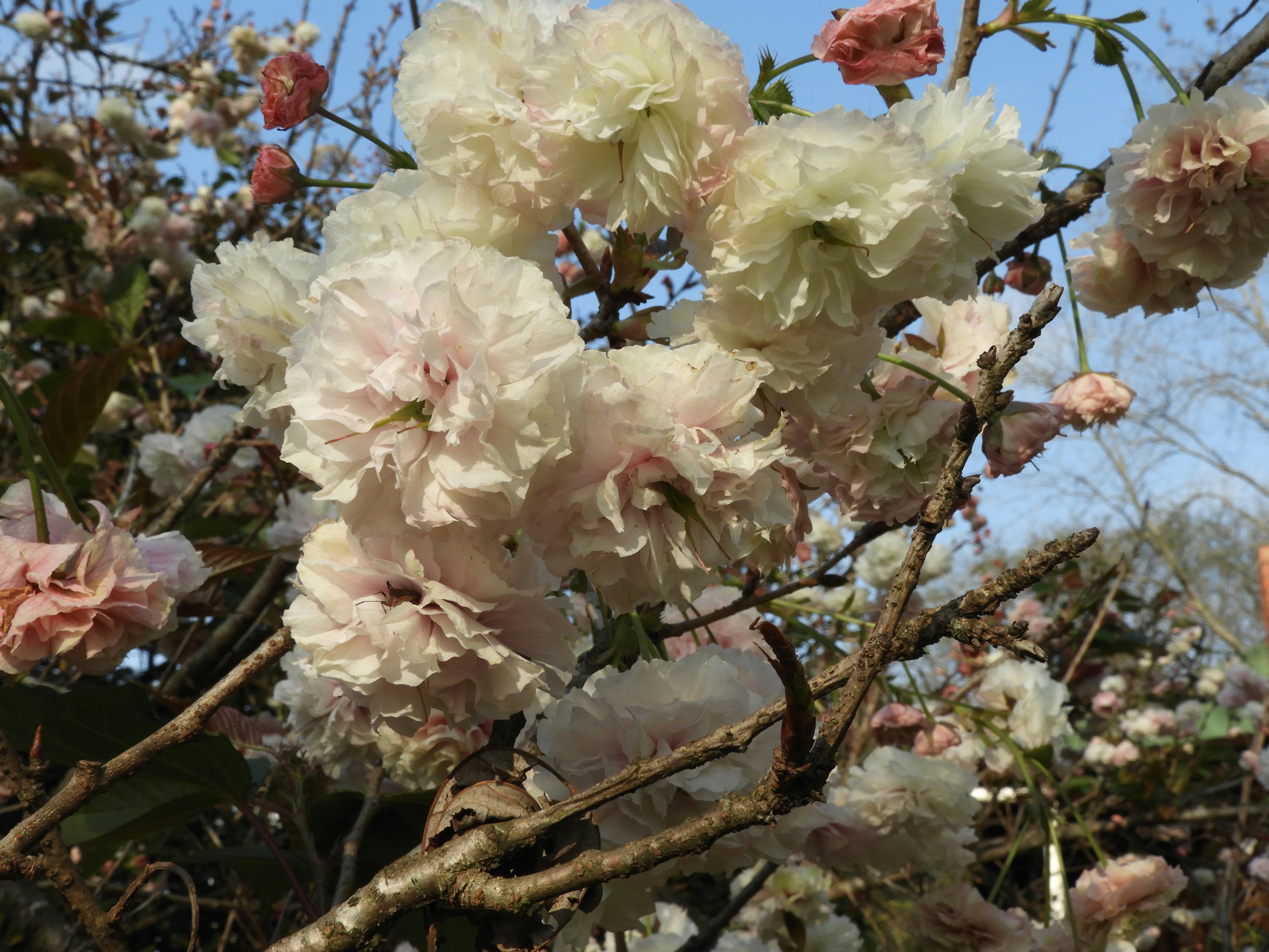 Delicate clusters of pale pink and white blossoms adorn branches, signaling the arrival of spring. The soft hues and intricate petal formations create a serene floral composition.
