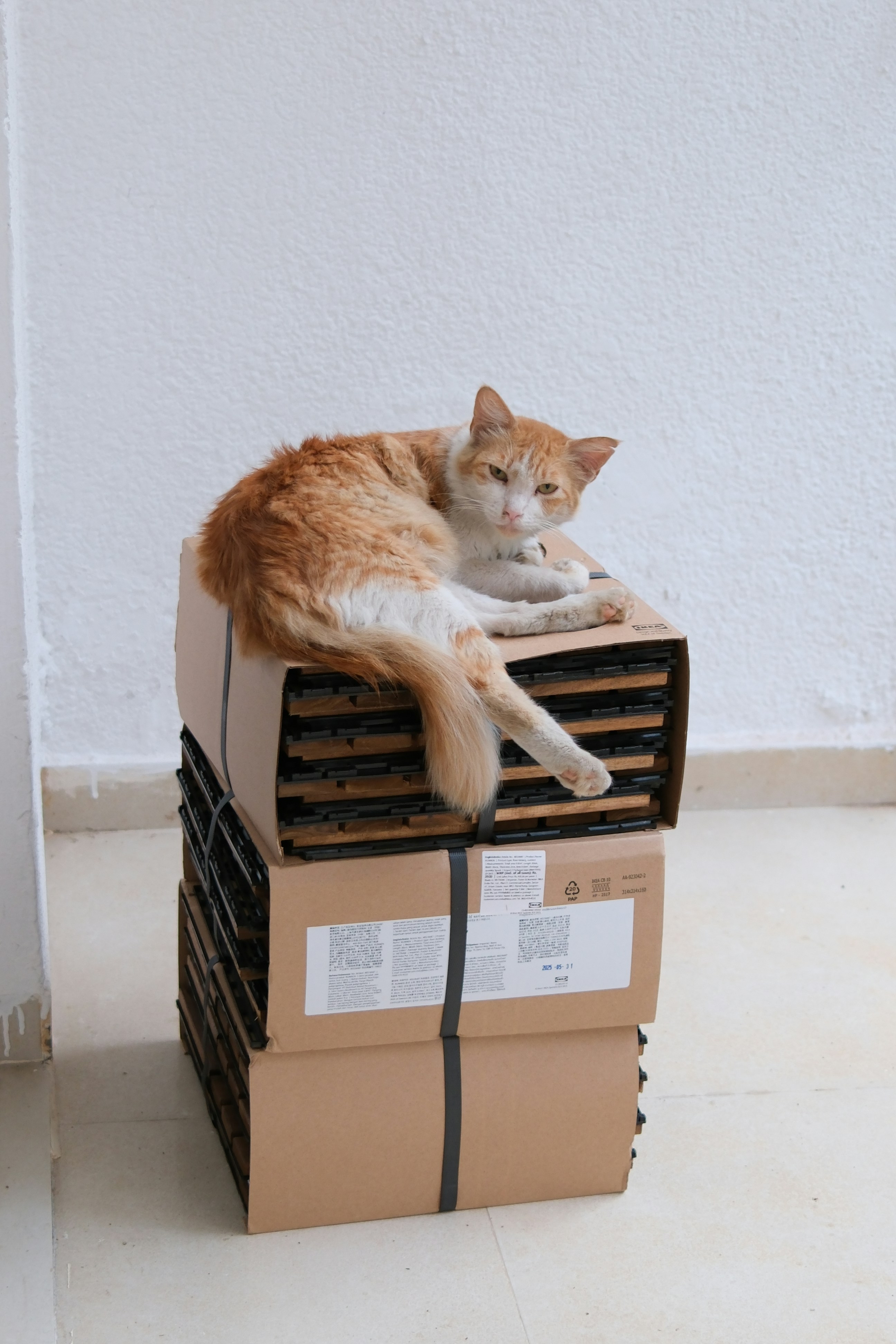 Orange and white cat lounging atop stacked cardboard boxes in a minimalist space. The cat gazes calmly at the viewer.