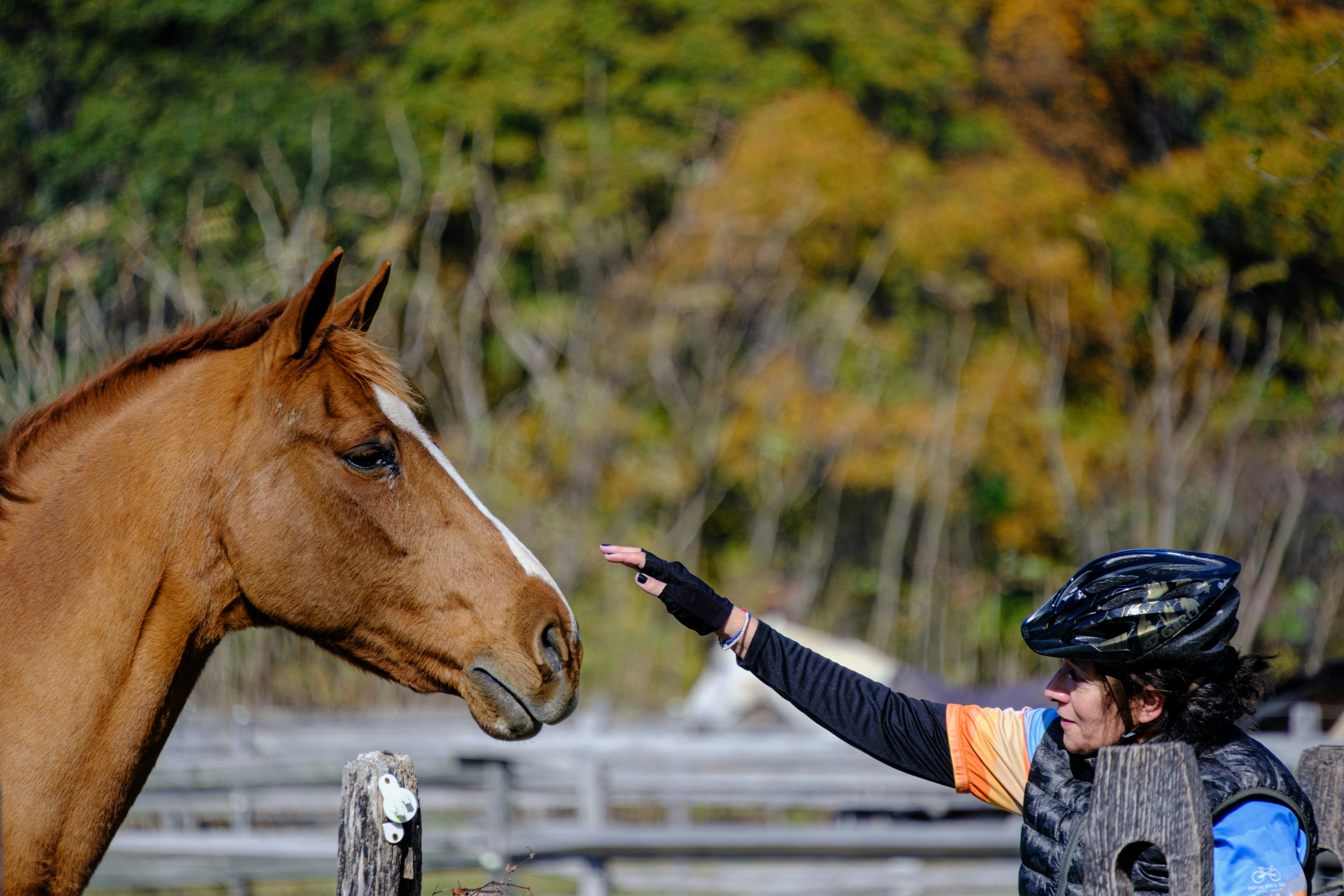 A Moment of Connection: Horse and Rider