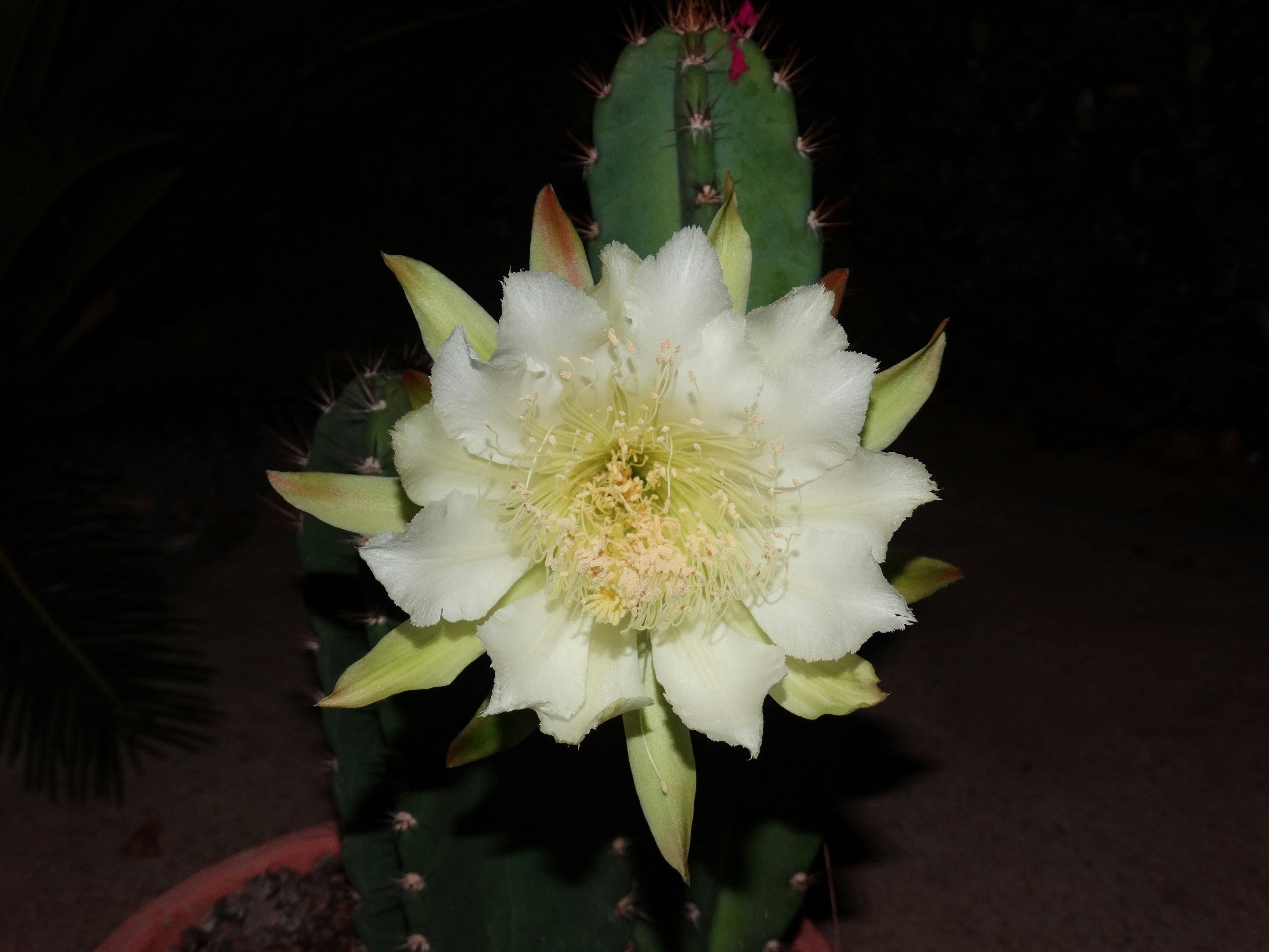 Nocturnal Blossom: The Desert's Hidden Treasure